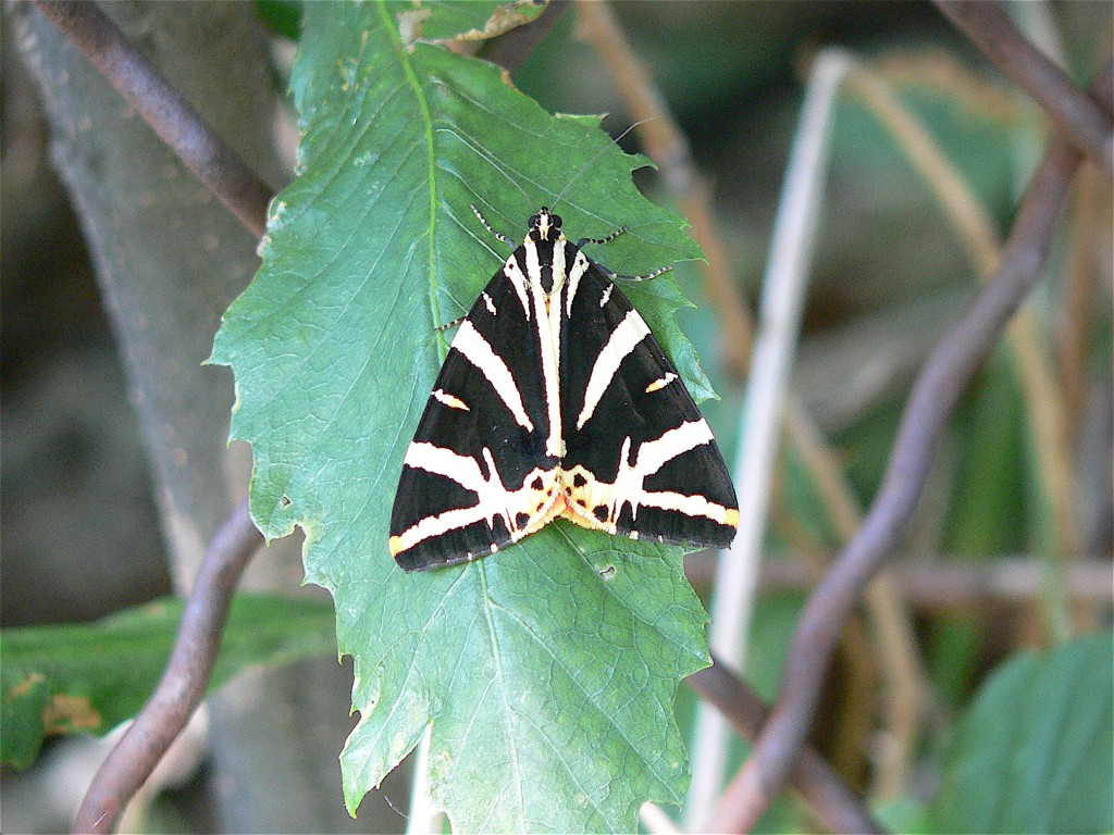 L'écaille chinée - Quel est cet animal