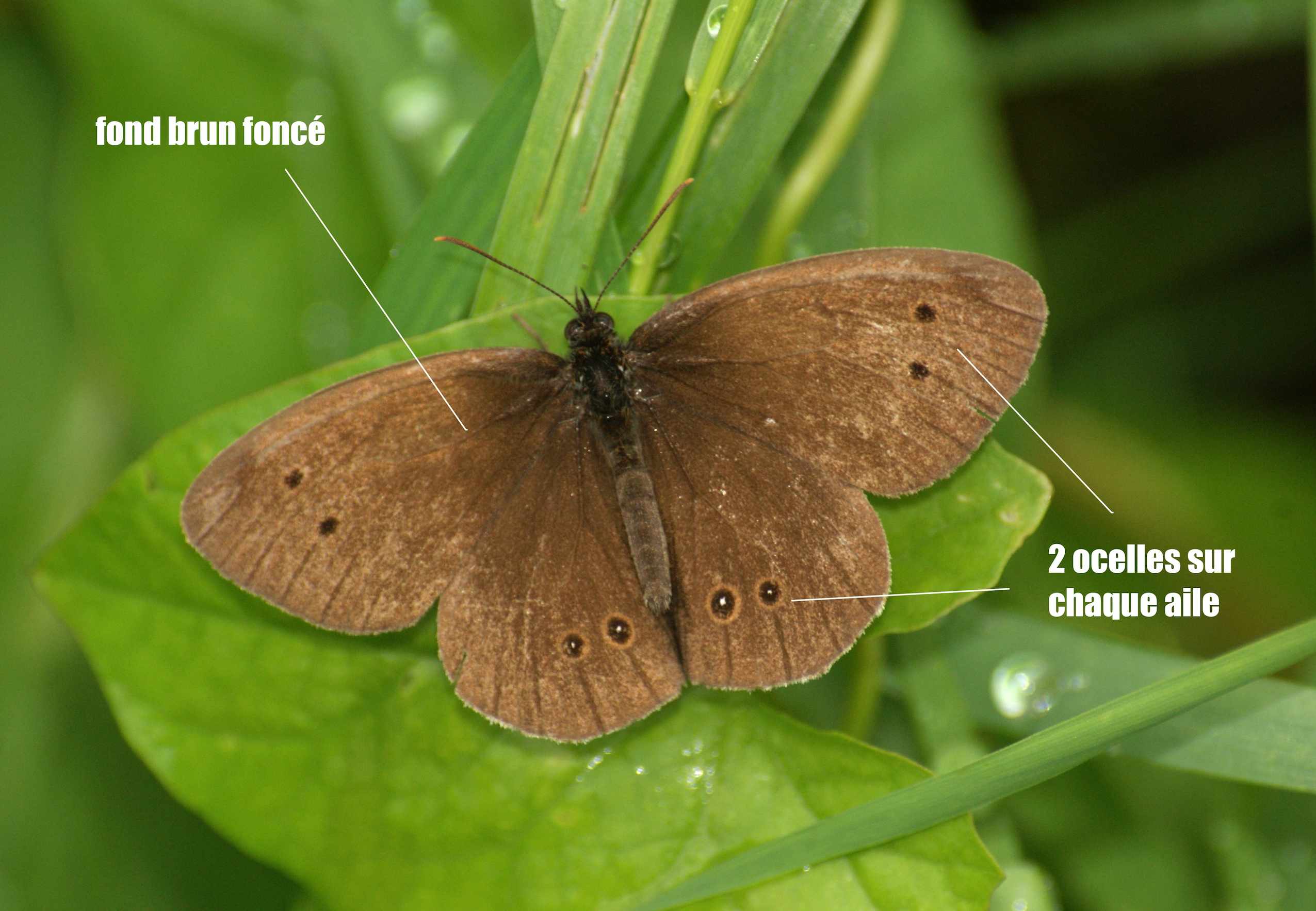 Papillon Brun Archives Quel Est Cet Animal Papillon Brun Archives Quel Est Cet Animal