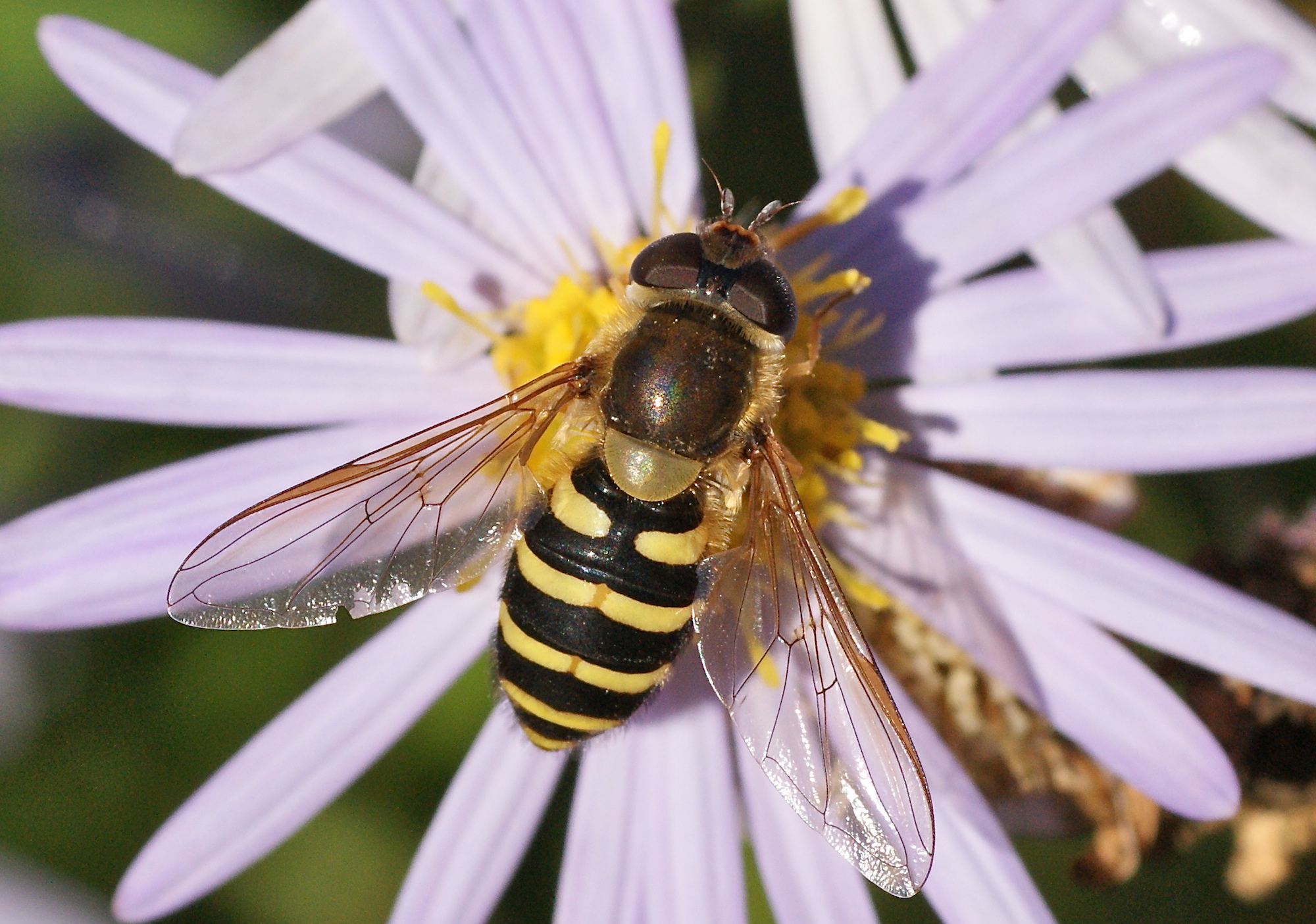 Le syrphe du groseillier - Quel est cet animal