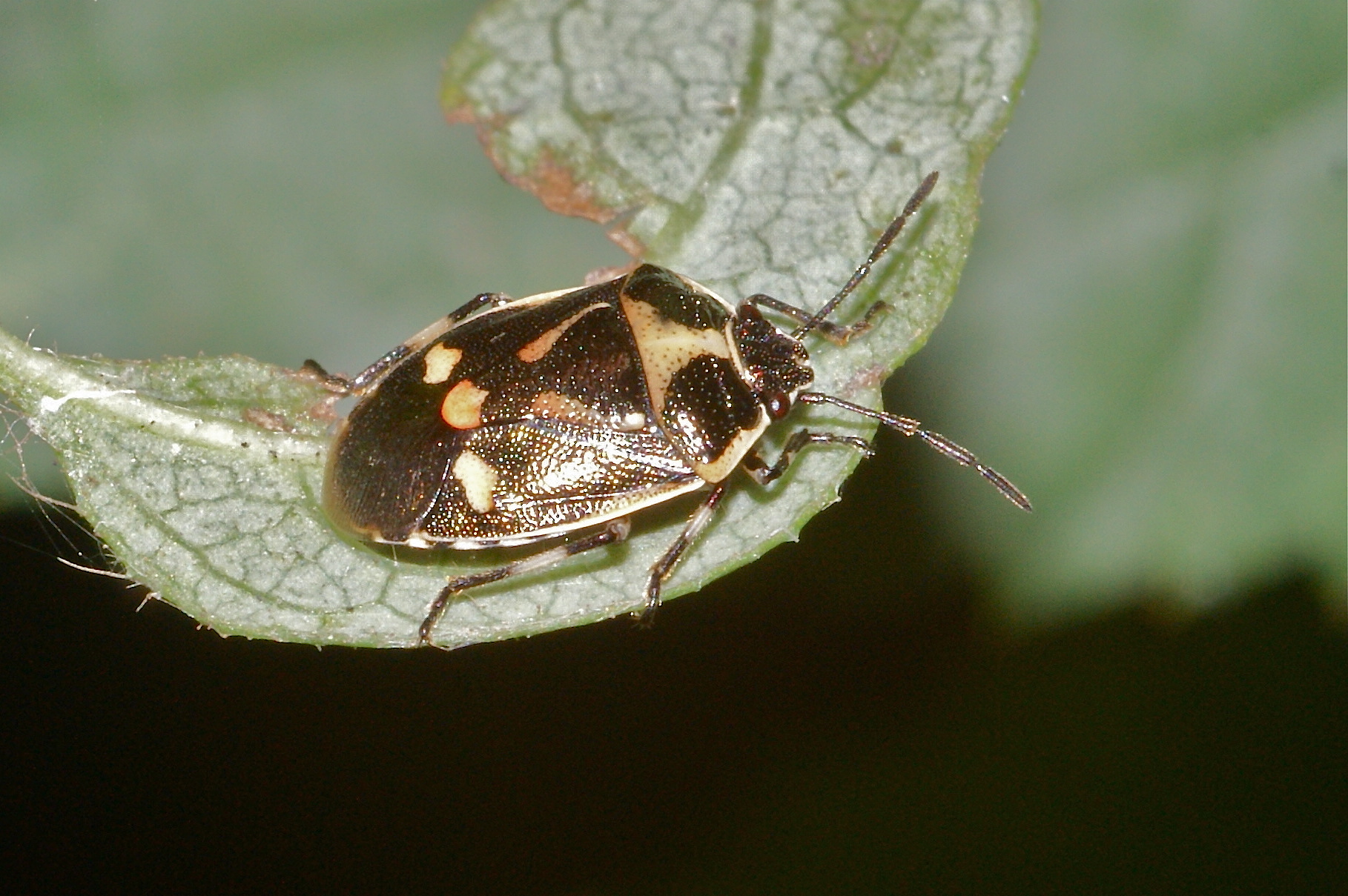 La punaise du chou - Quel est cet animal