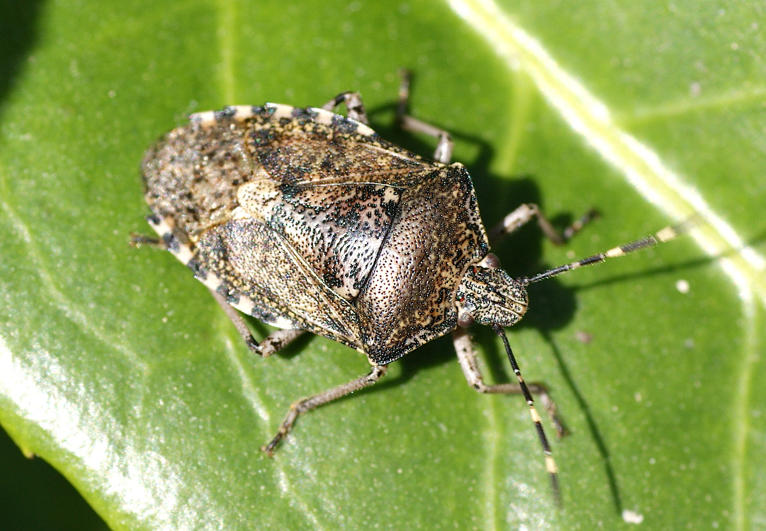 La punaise nébuleuse - Quel est cet animal