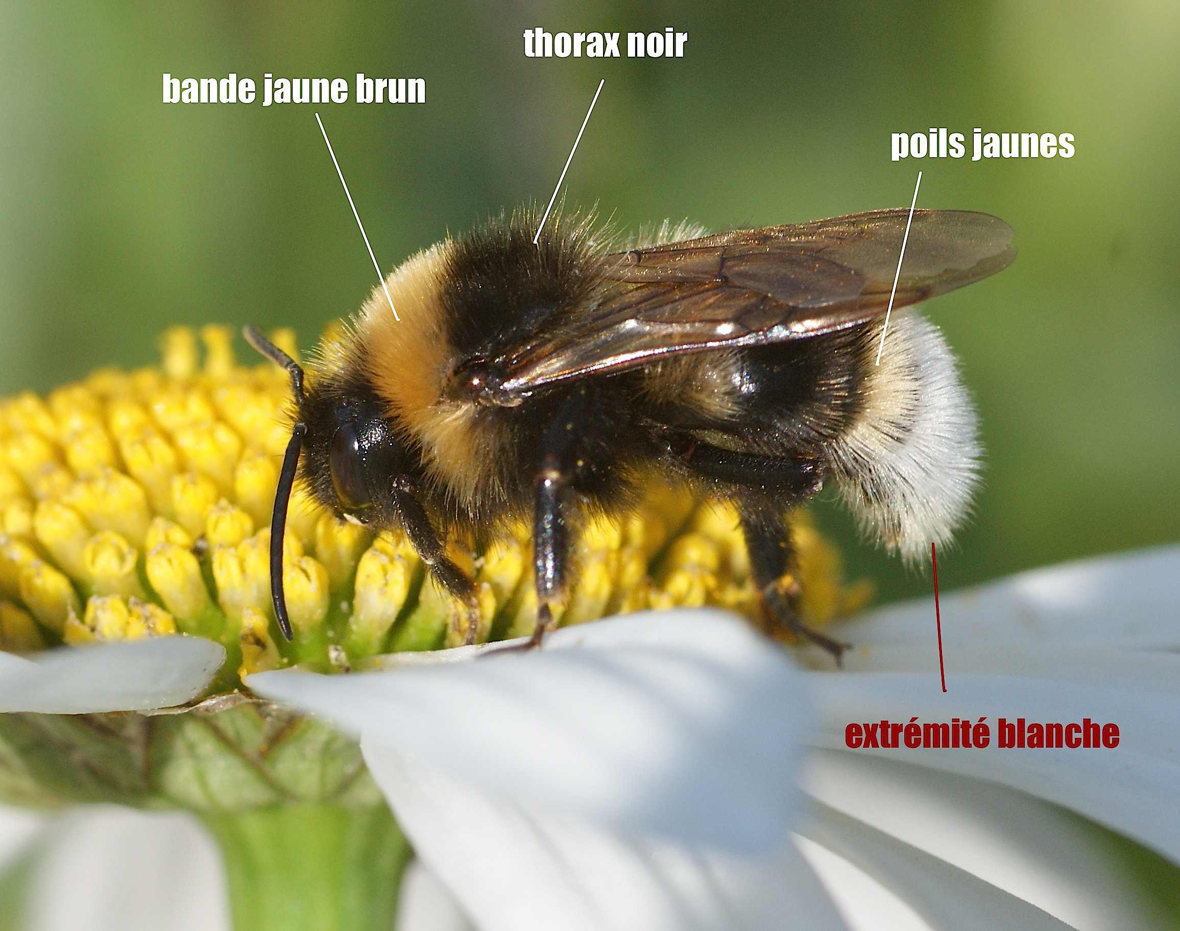 Le bourdon parasite du bourdon terrestre - Quel est cet animal