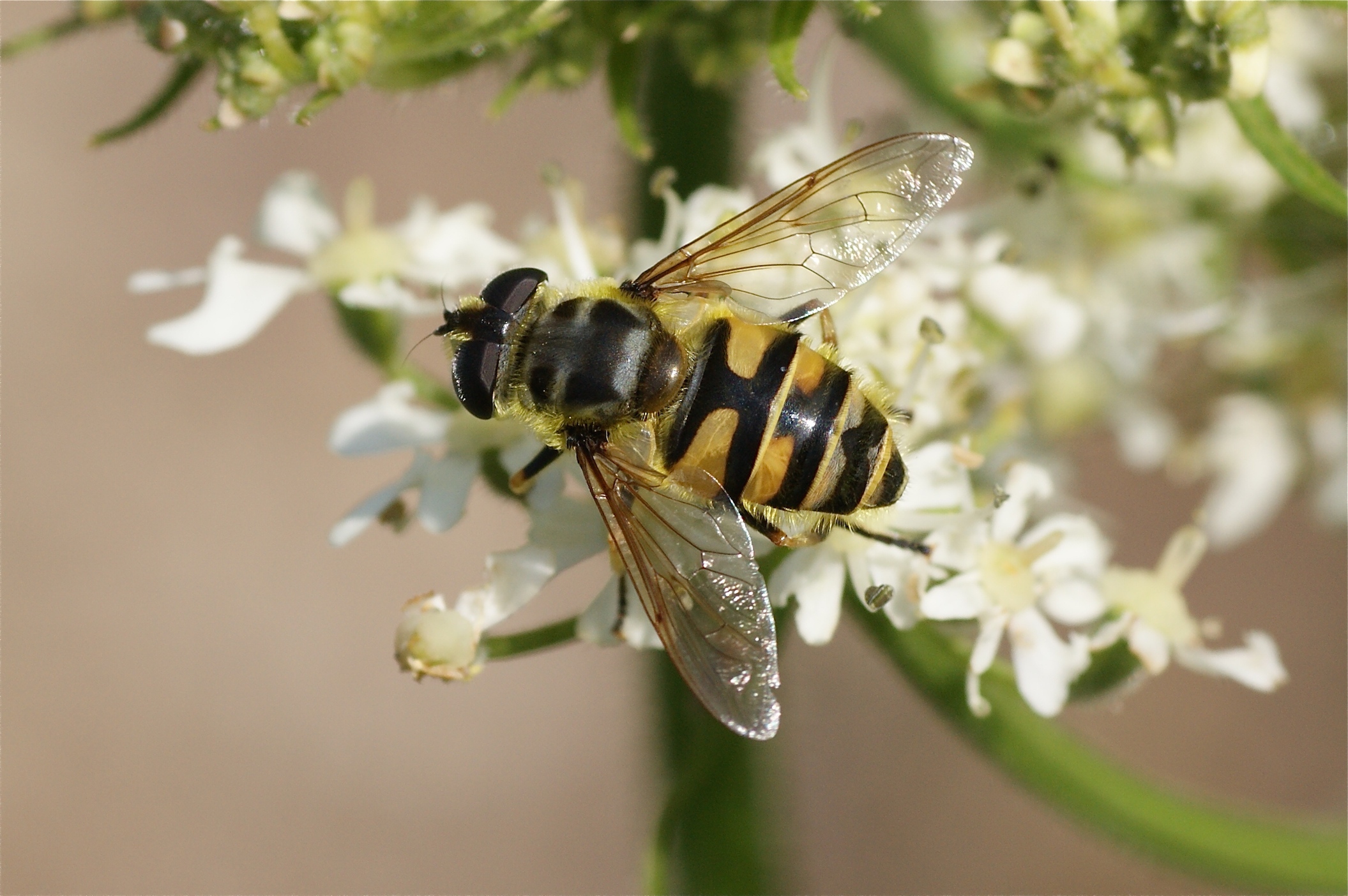 Le syrphe des fleurs - Quel est cet animal