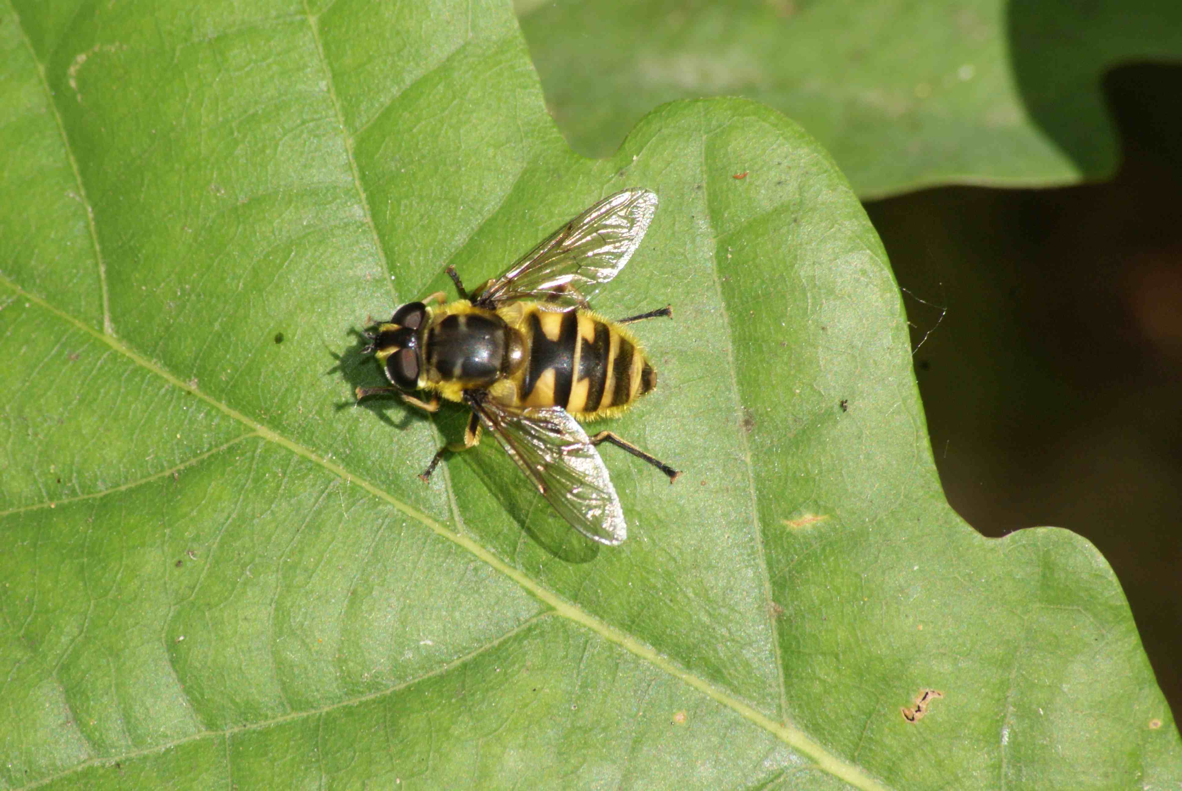 mouche jaune et noire Archives - Quel est cet animal