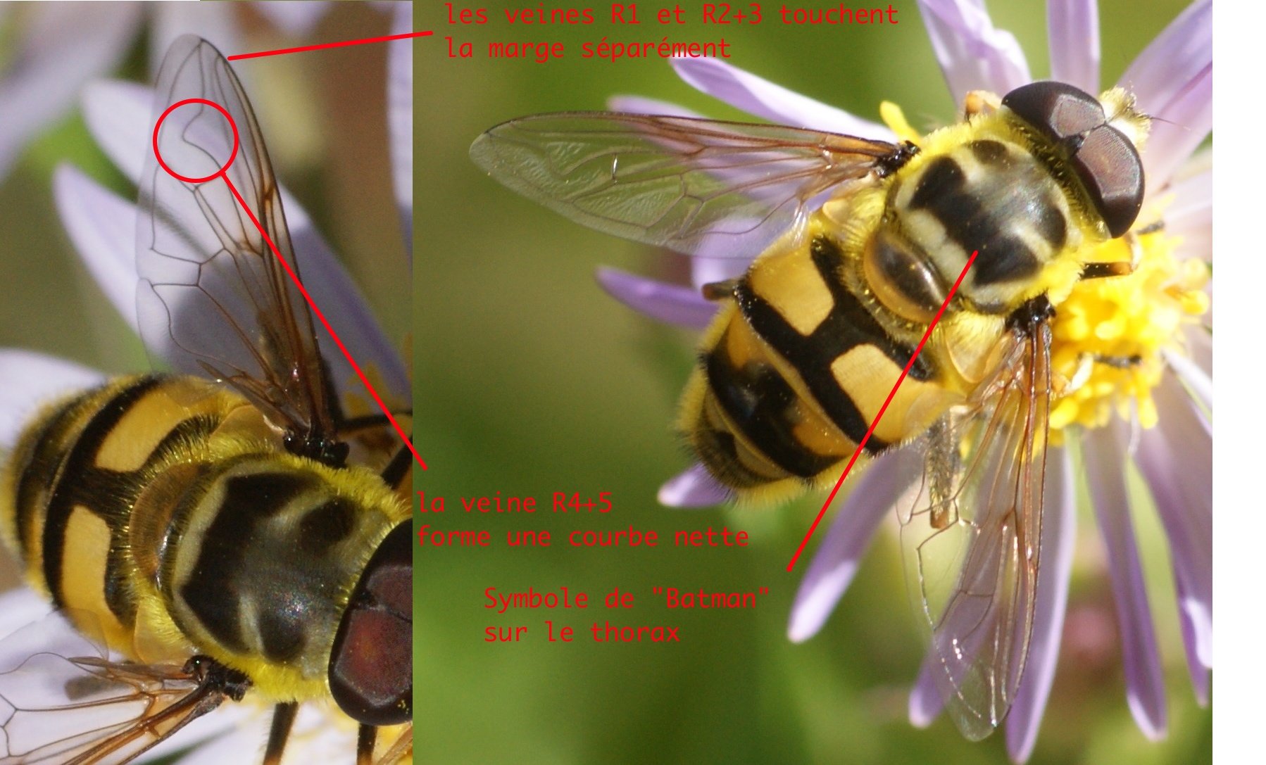 Le syrphe des fleurs - Quel est cet animal