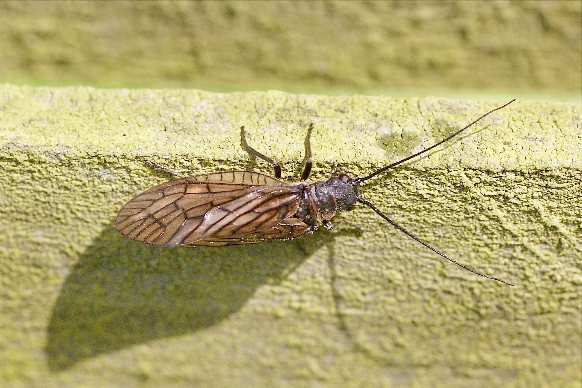 Le sialis de la vase - Quel est cet animal