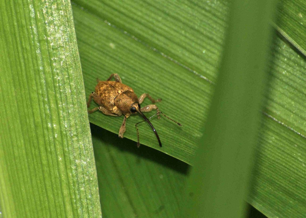 Le balanin des noisettes - Quel est cet animal