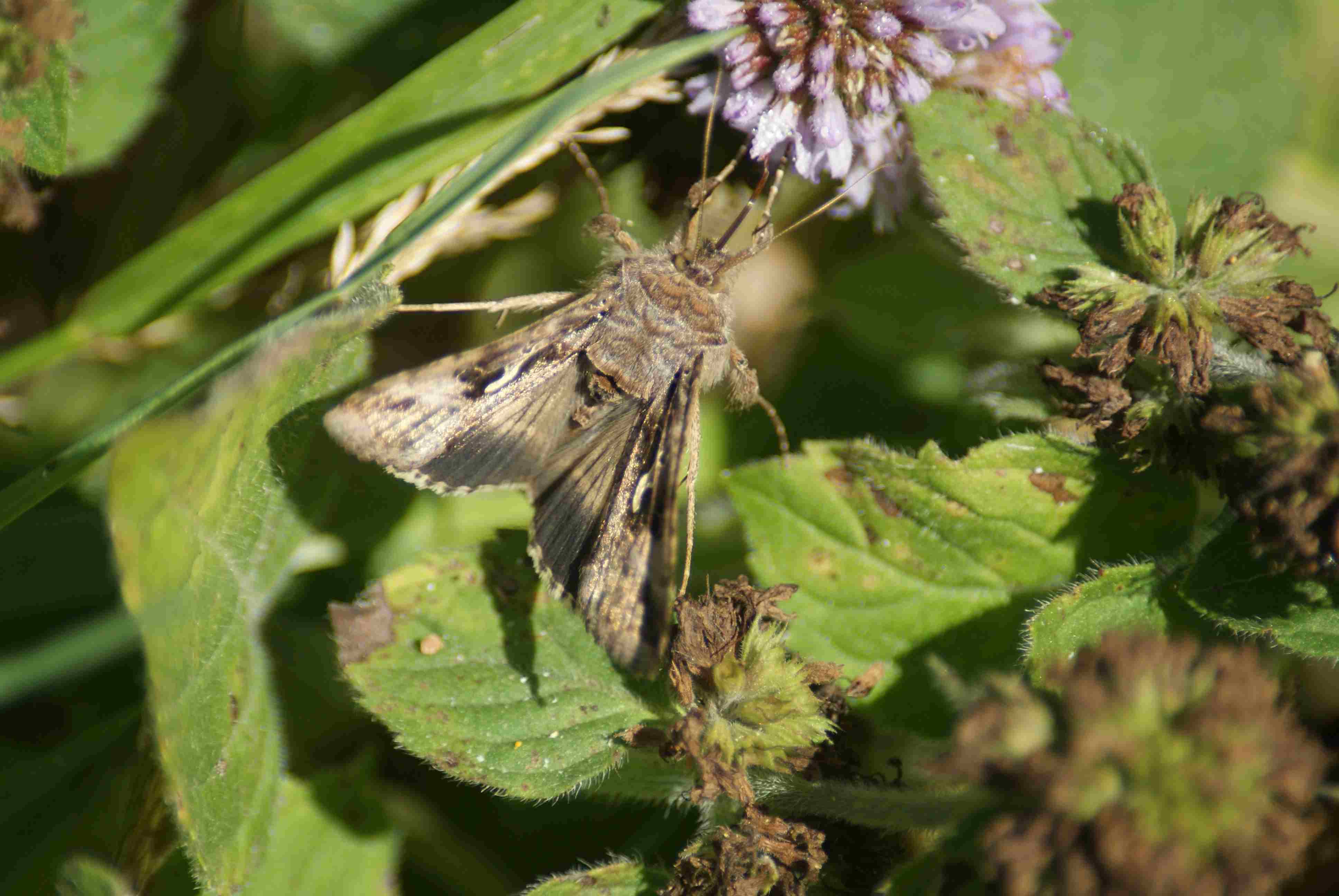 Le lambda (ou le gamma) - Quel est cet animal