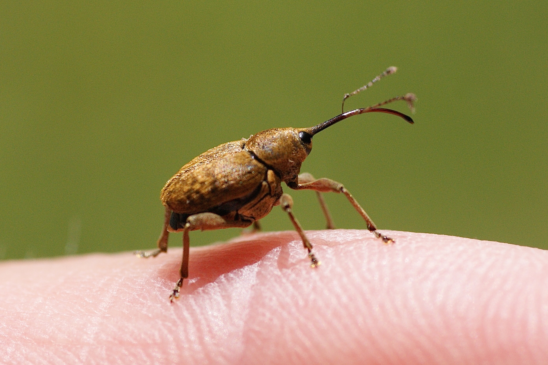 Le balanin des noisettes