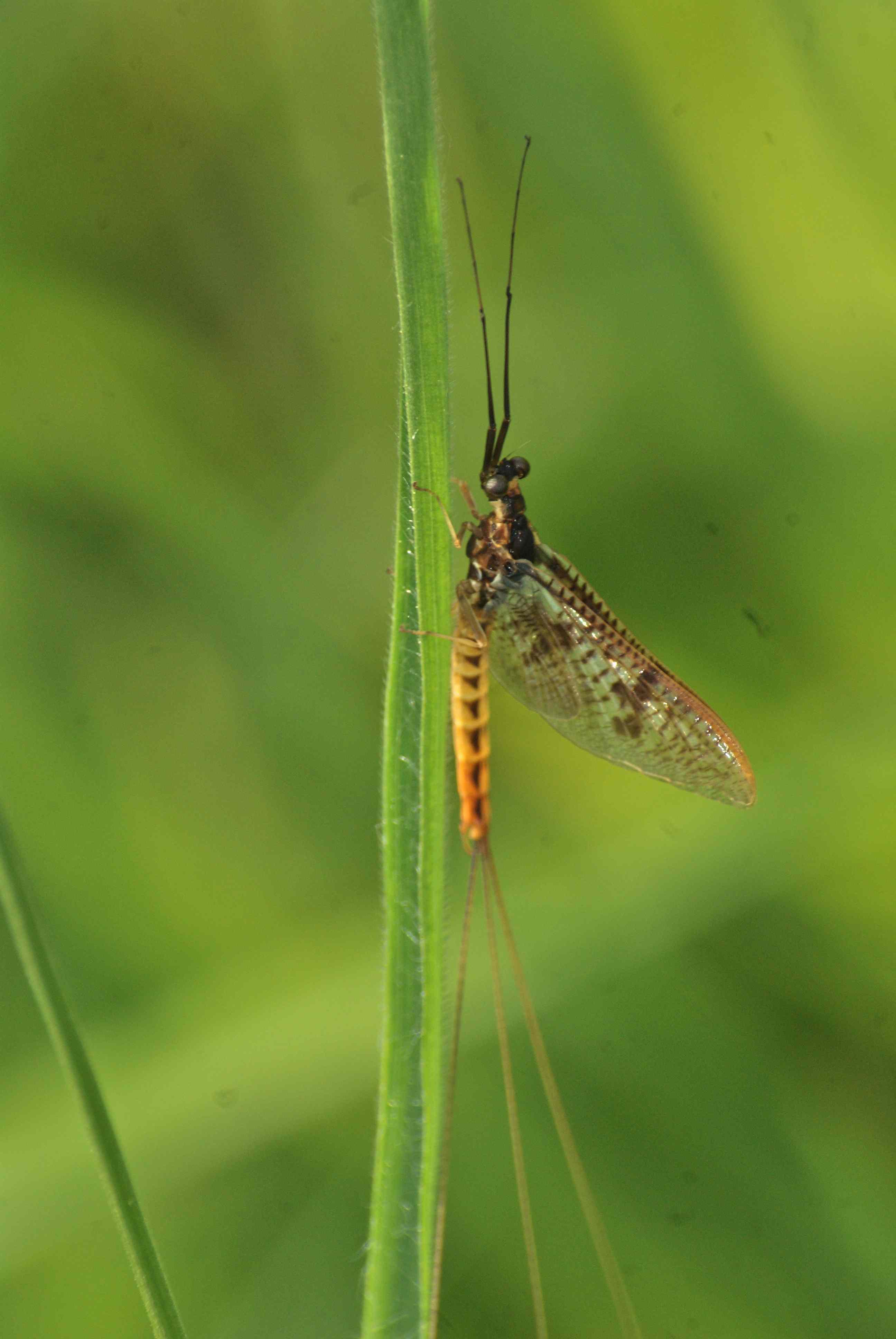 L'éphémère commune - Quel est cet animal