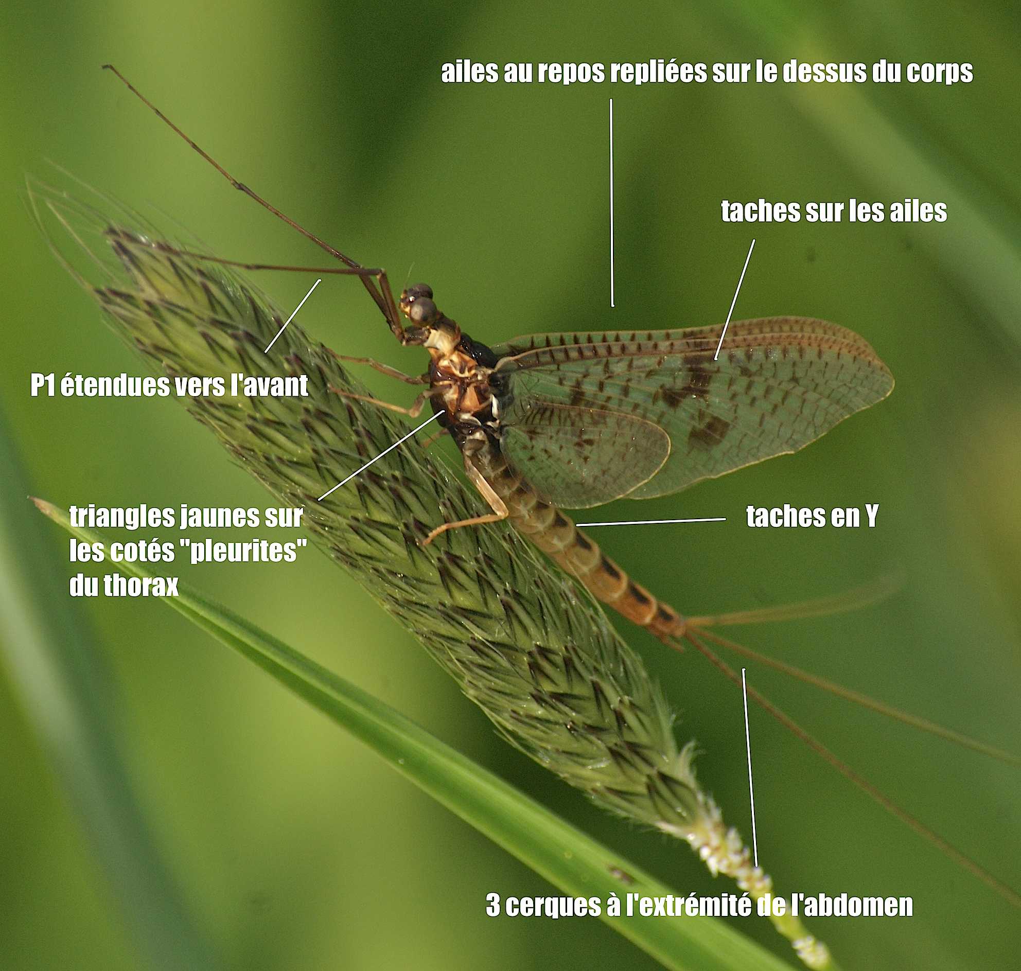 L'éphémère commune - Quel est cet animal