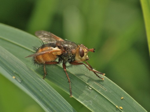 mouche jaune et noire Archives - Quel est cet animal