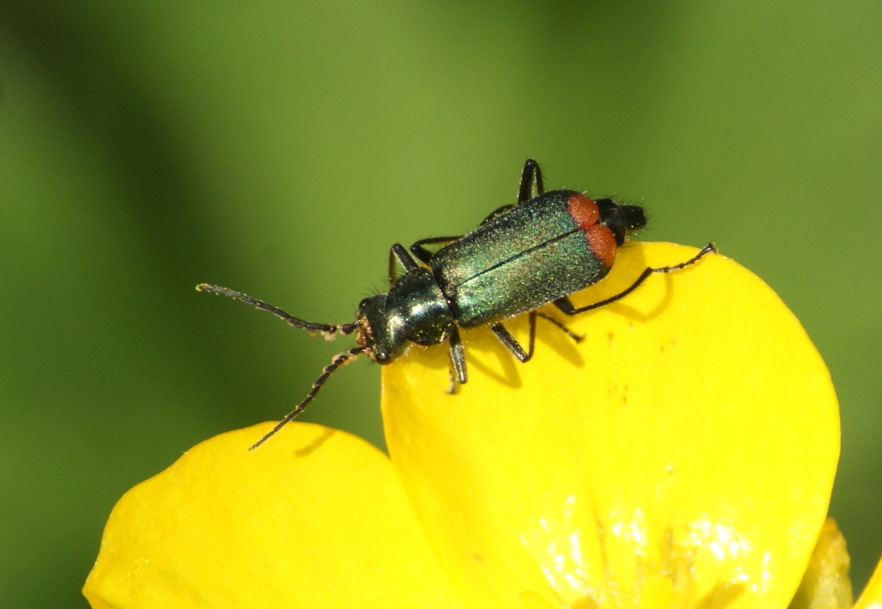 La malachie à 2 tâches - Quel est cet animal