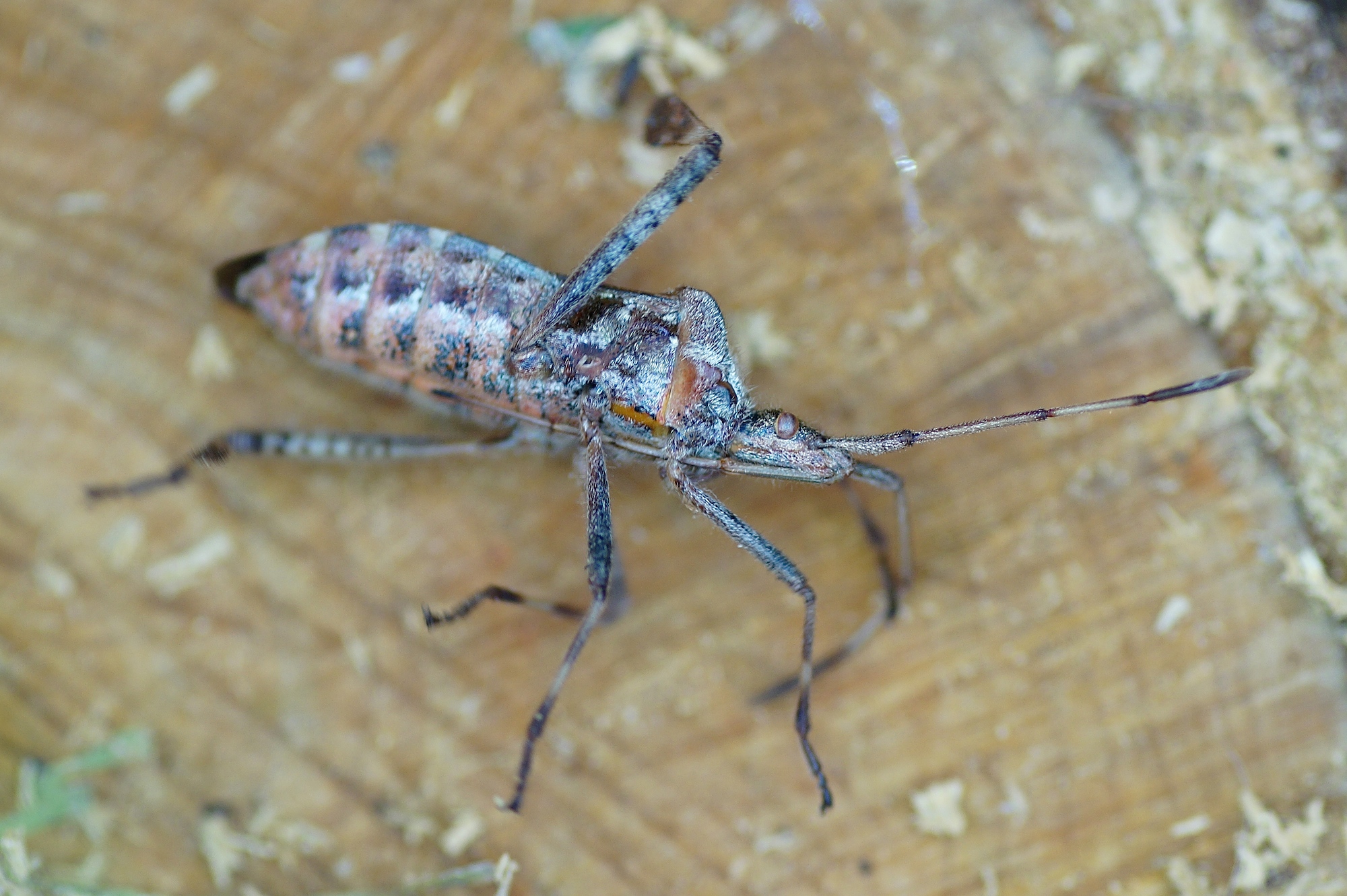 La punaise américaine - Quel est cet animal