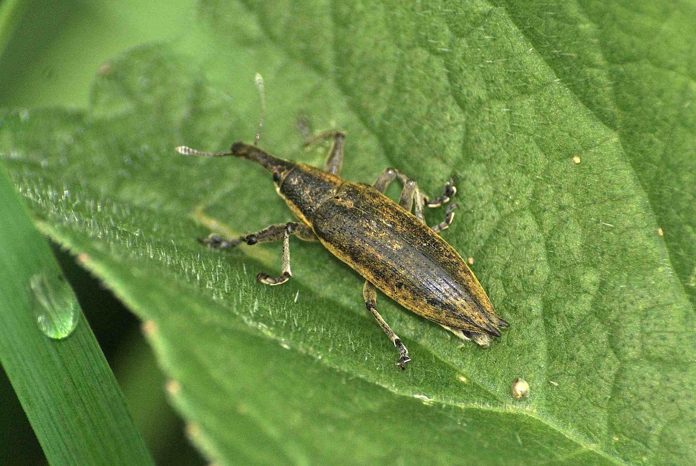 Lixus iridis - Quel est cet animal