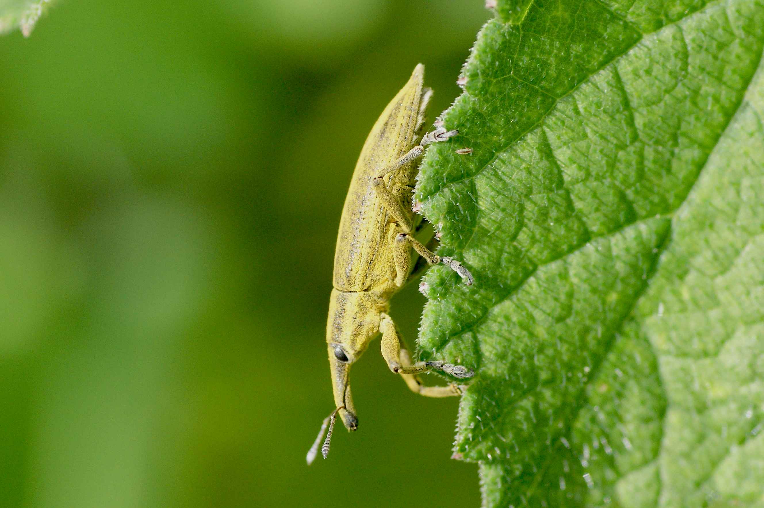 Lixus iridis - Quel est cet animal