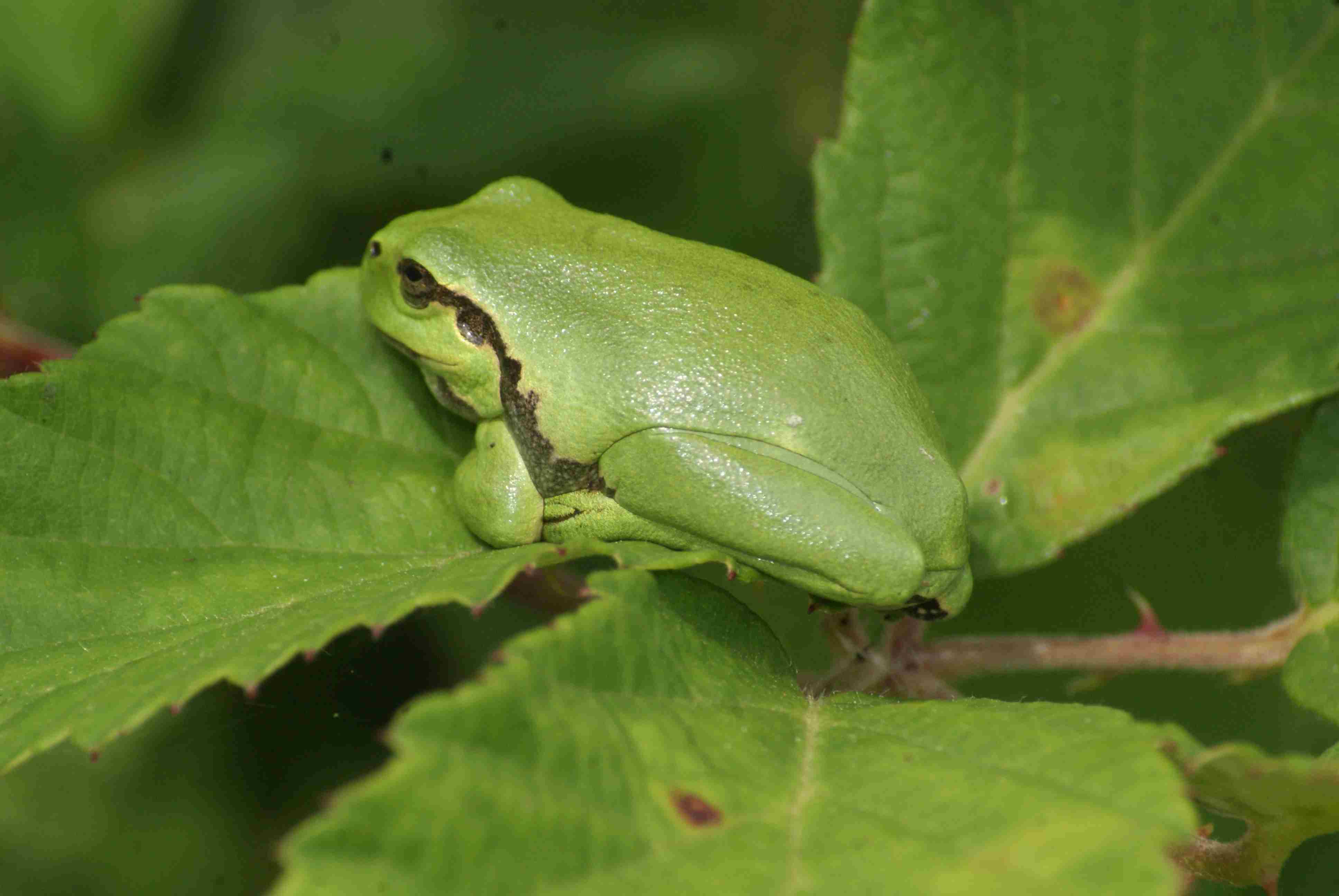 La rainette verte - Quel est cet animal