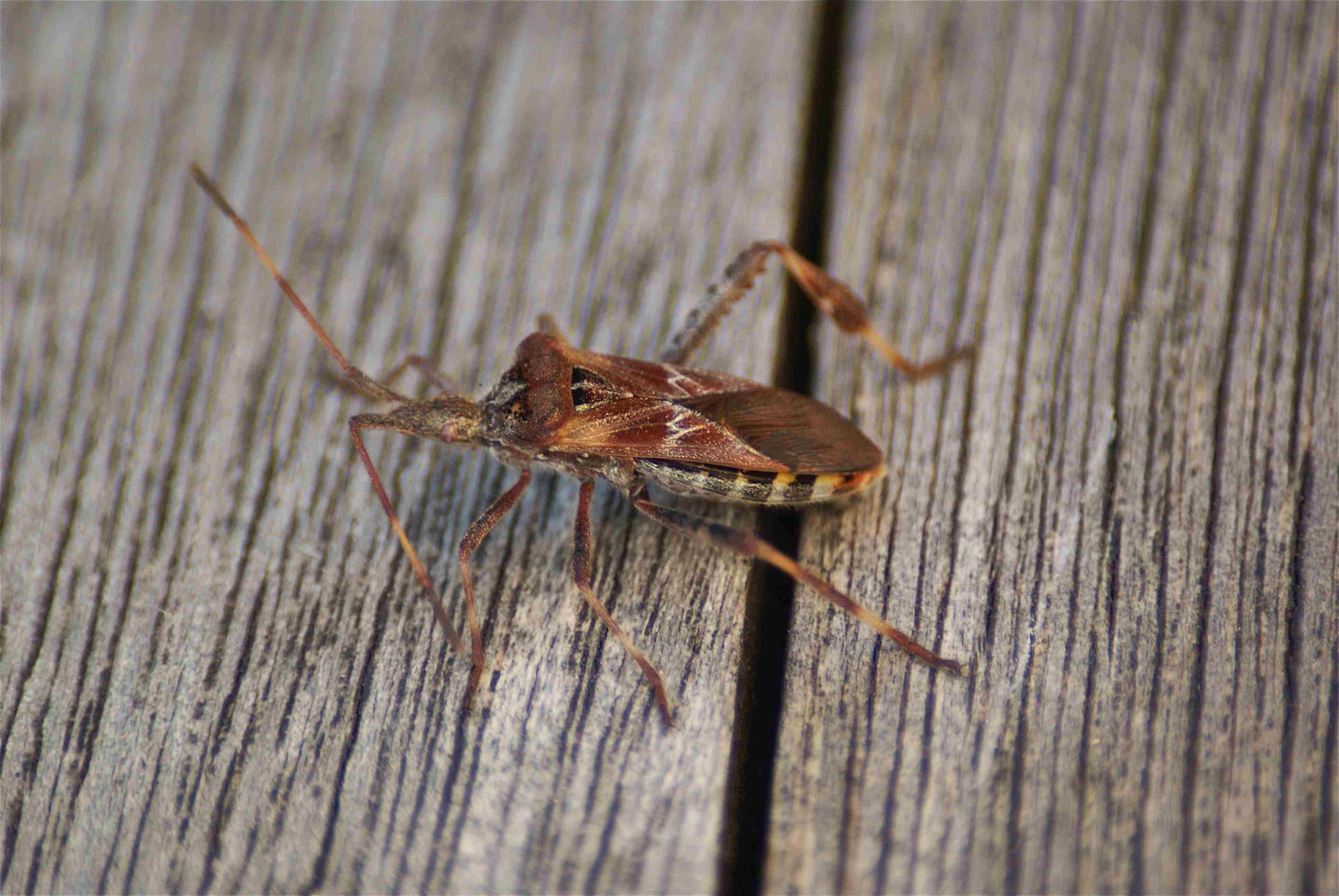 La punaise américaine - Quel est cet animal