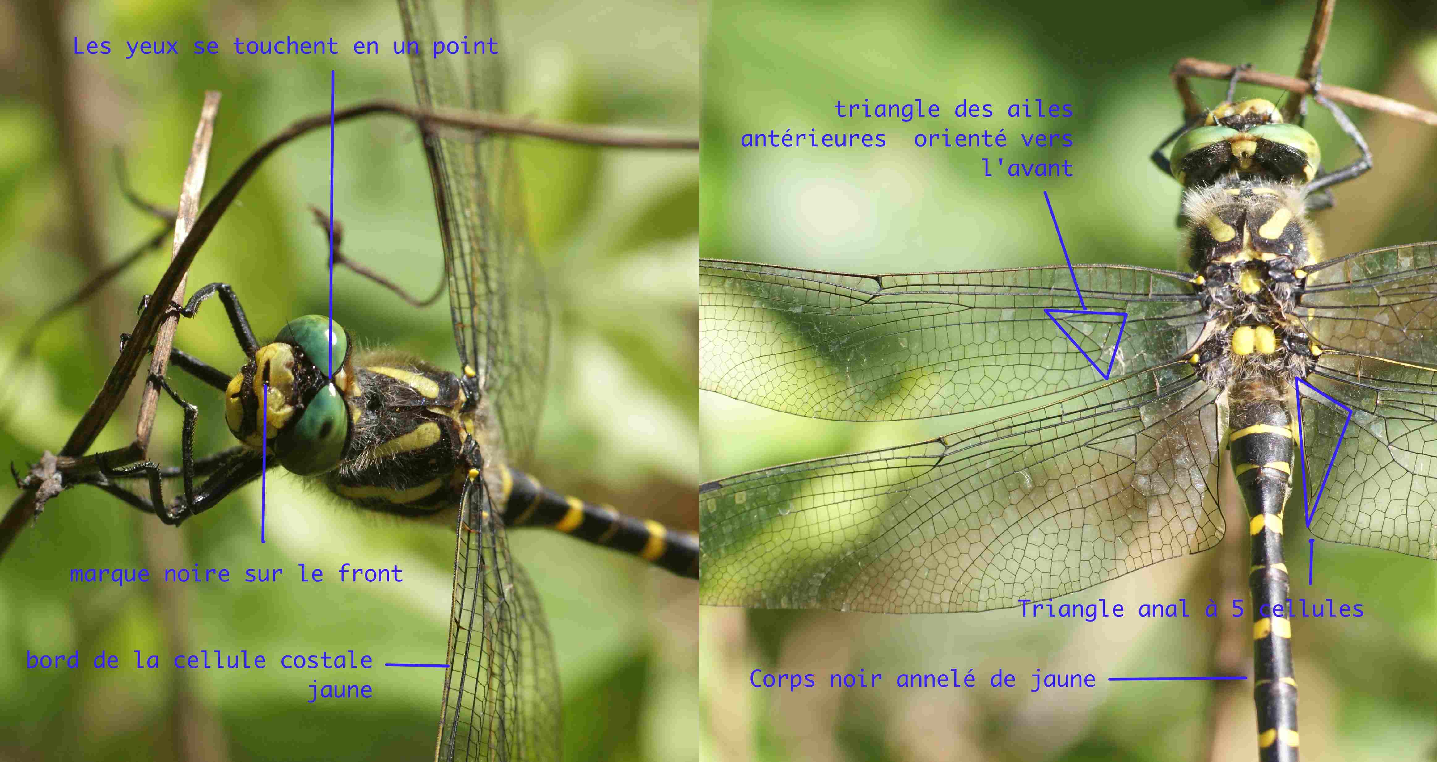 libellule noir et jaune Archives - Quel est cet animal