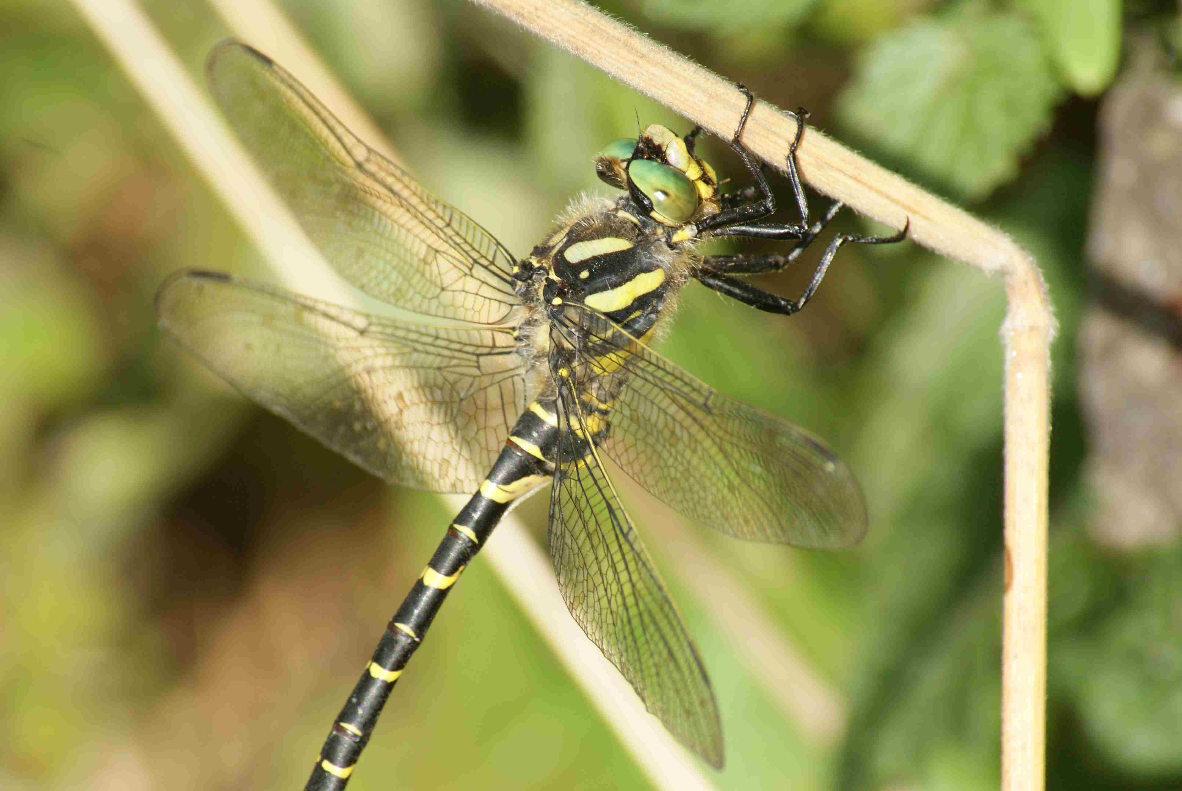 libellule noir et jaune Archives - Quel est cet animal