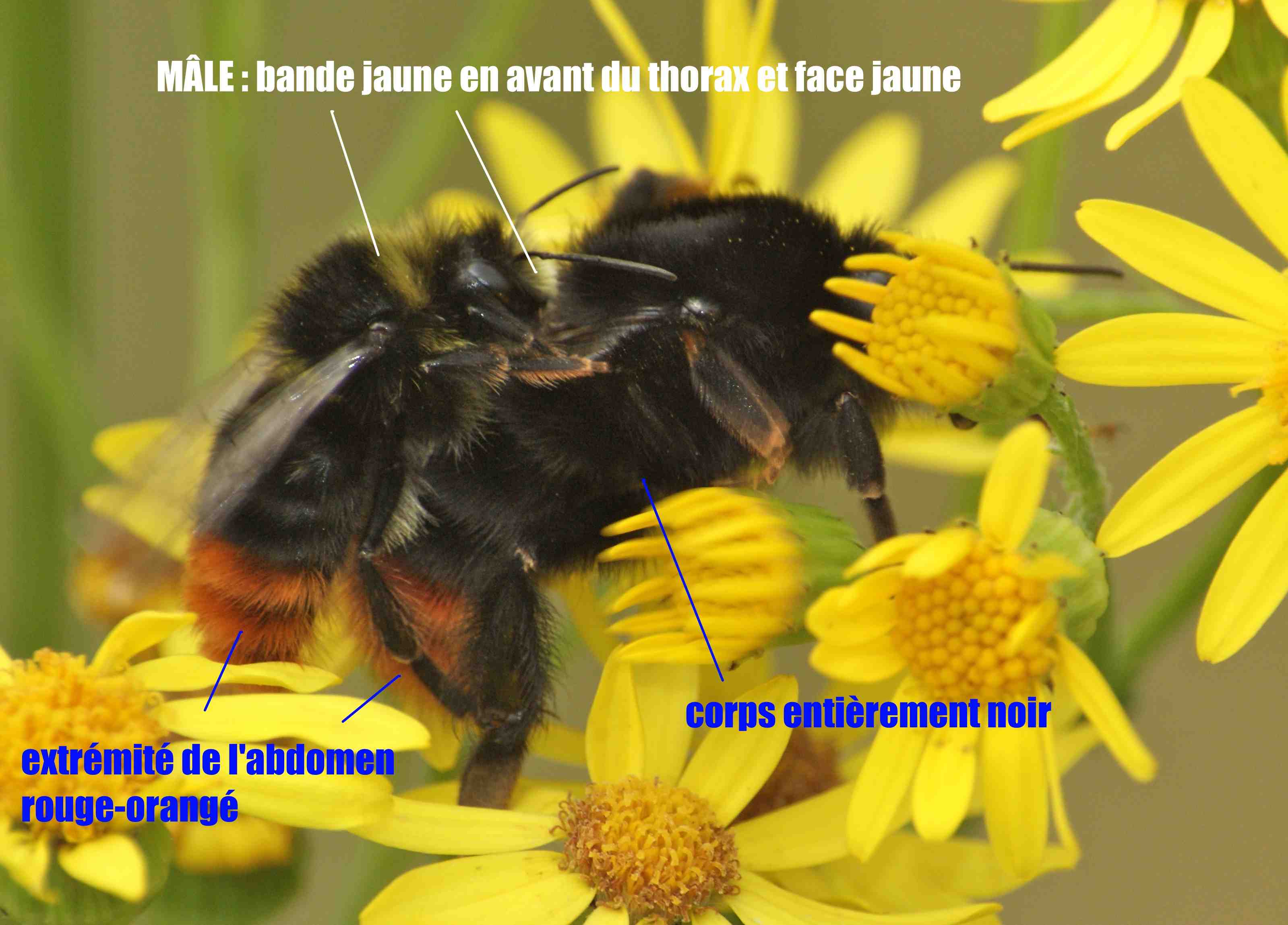 Le bourdon des pierres