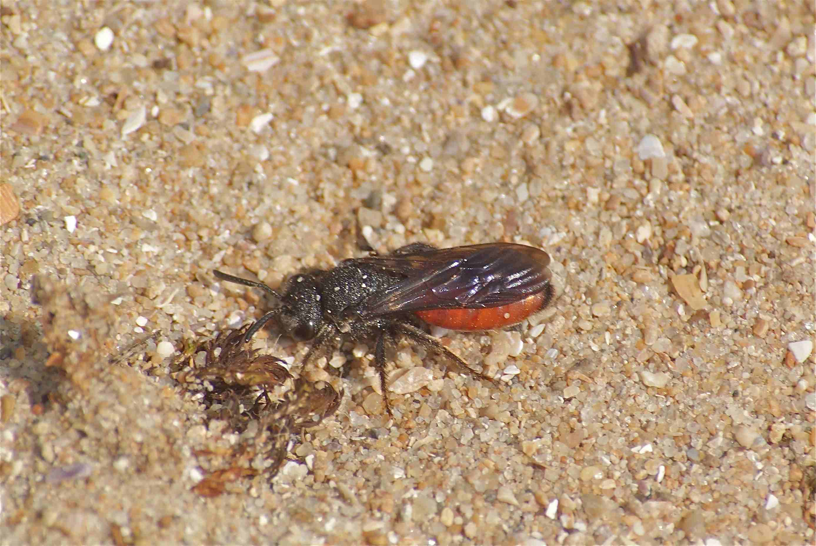 abeille noire et rouge Archives - Quel est cet animal