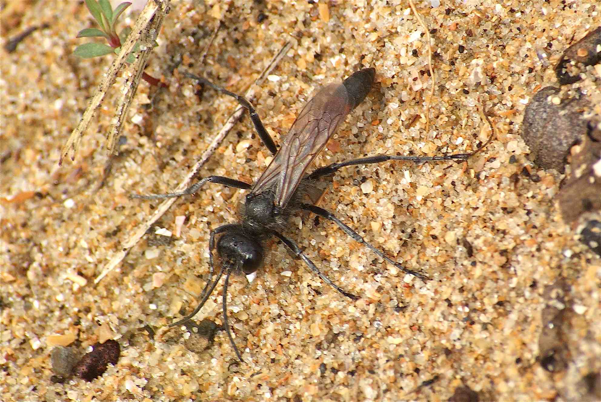 L'ammophile des sables - Quel est cet animal