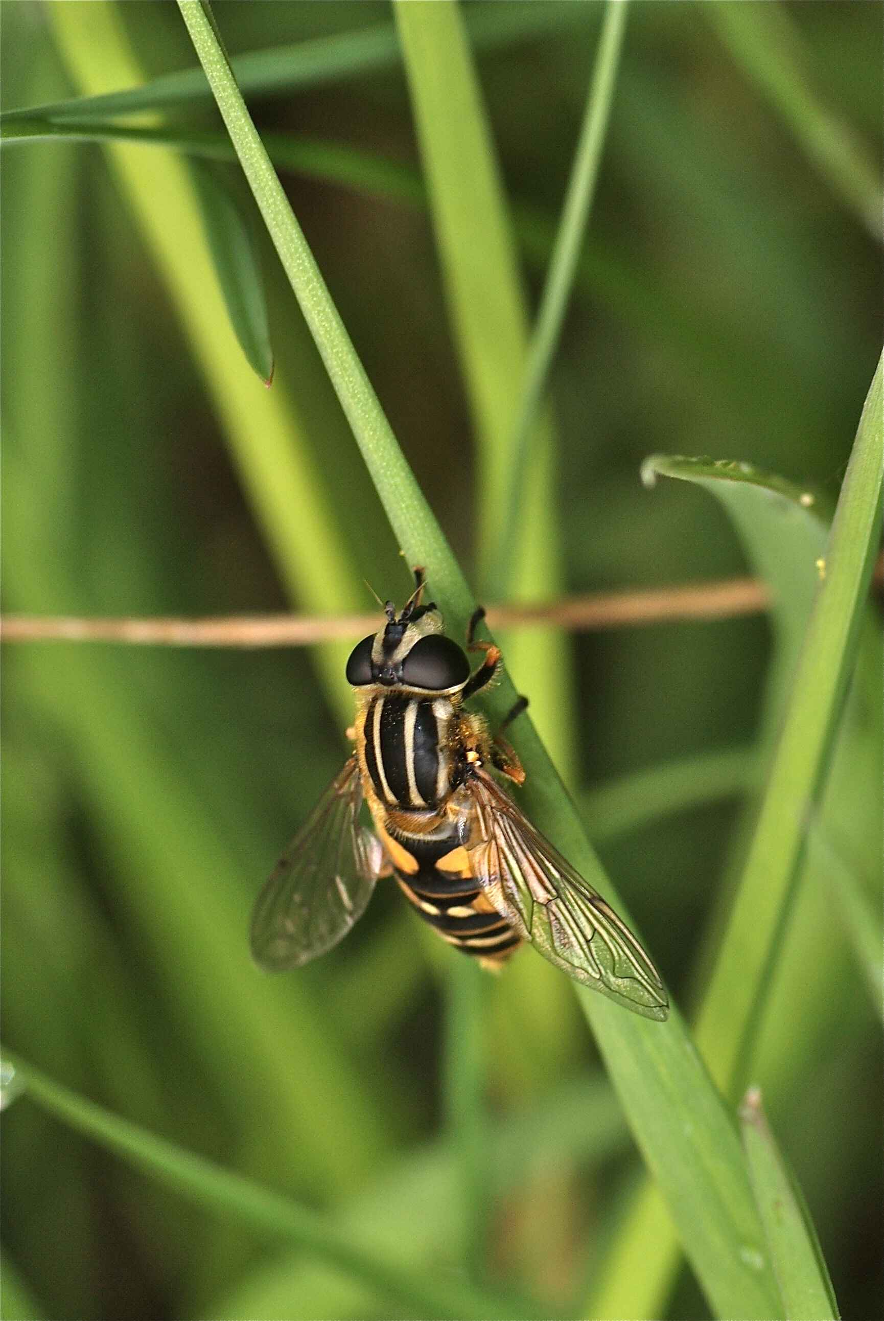 mouche jaune et noire Archives - Quel est cet animal