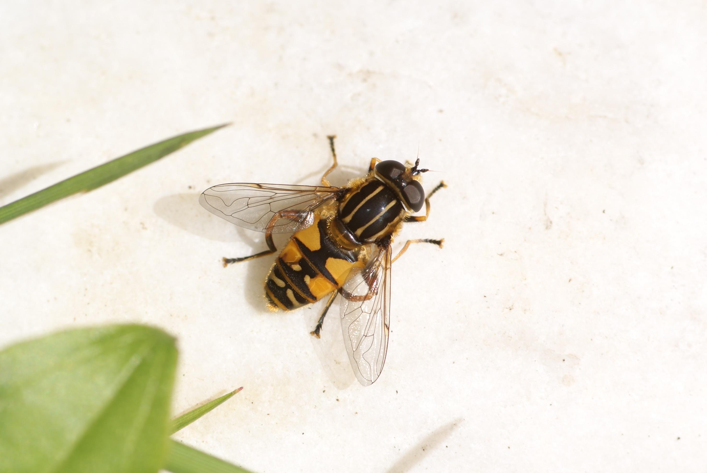 mouche jaune et noire Archives - Quel est cet animal