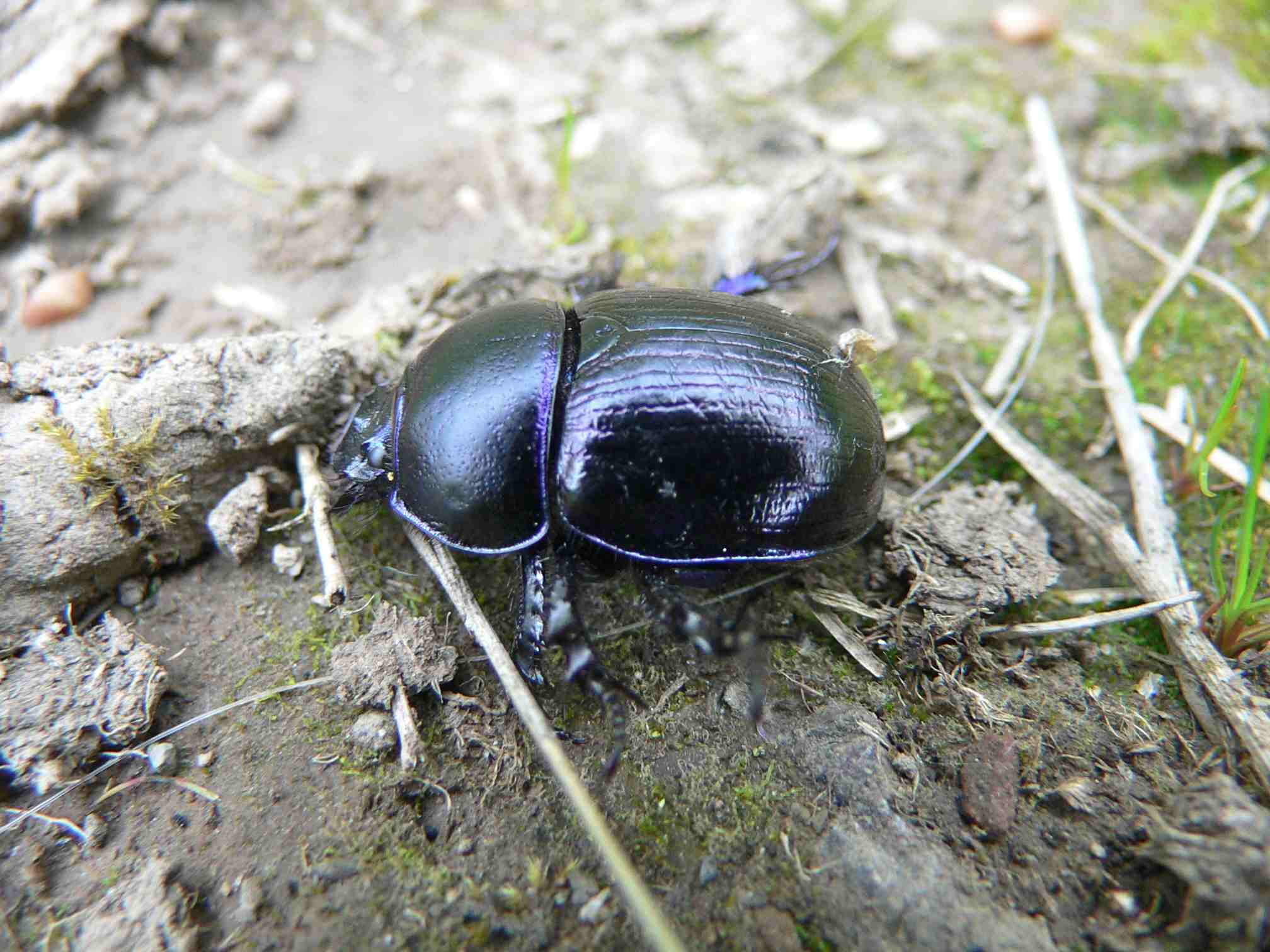bousier Archives - Quel est cet animal