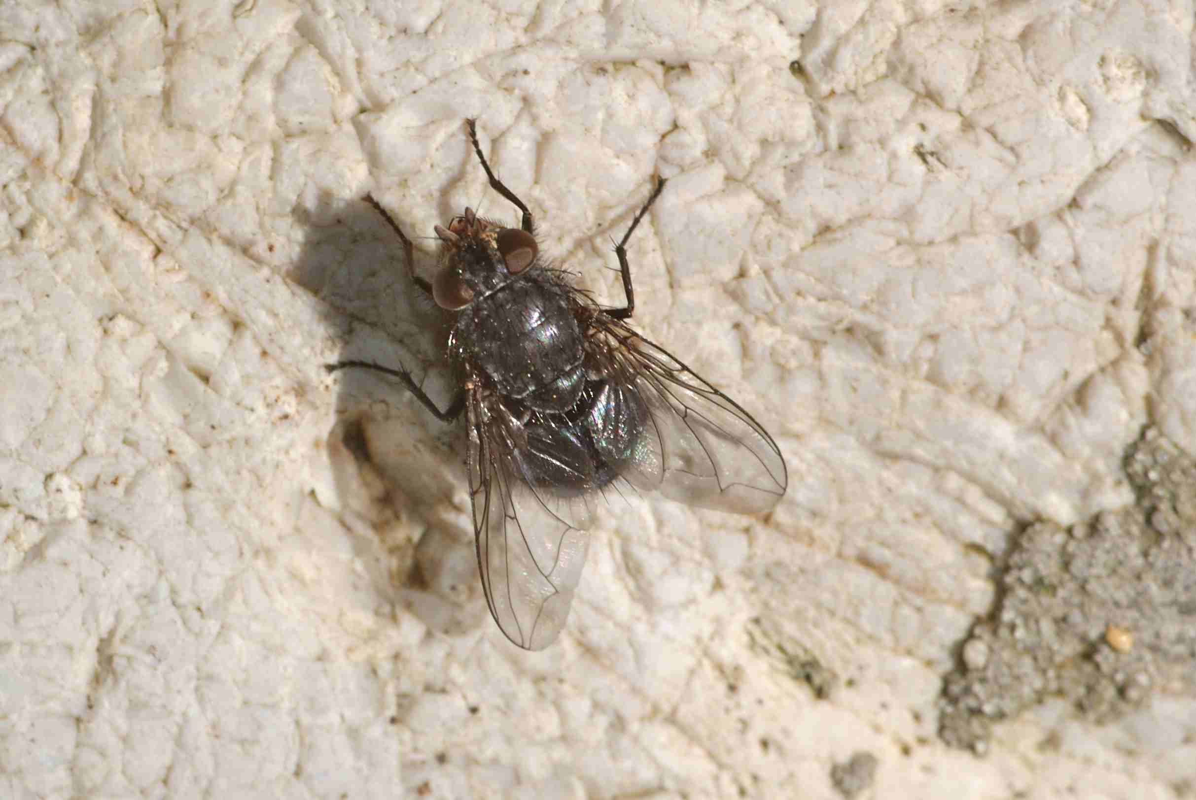 La mouche bleue | Quel est cet animal