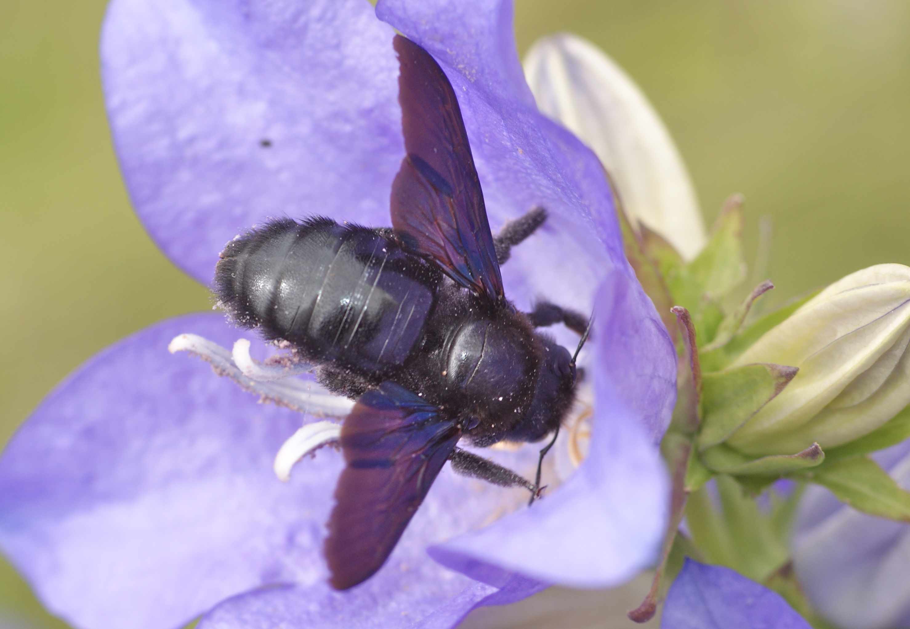 Le xylocope violacé - Quel est cet animal