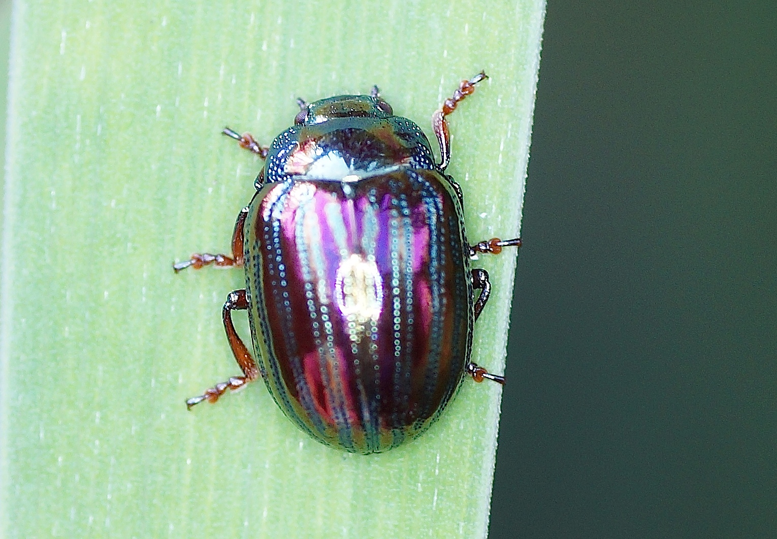 La chrysomèle du romarin - Quel est cet animal