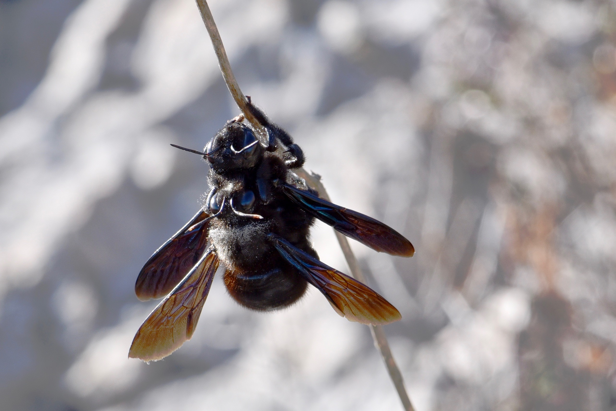 Le xylocope violacé - Quel est cet animal