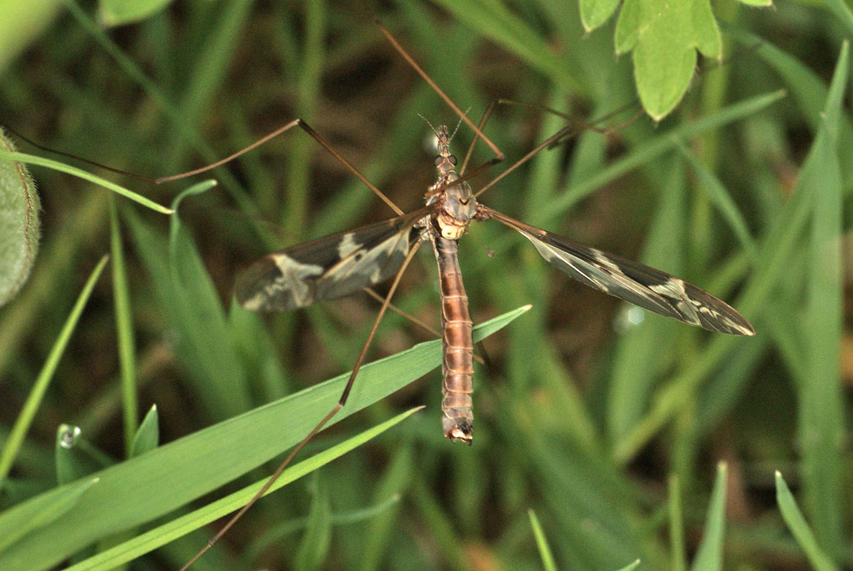 La grande tipule - Quel est cet animal