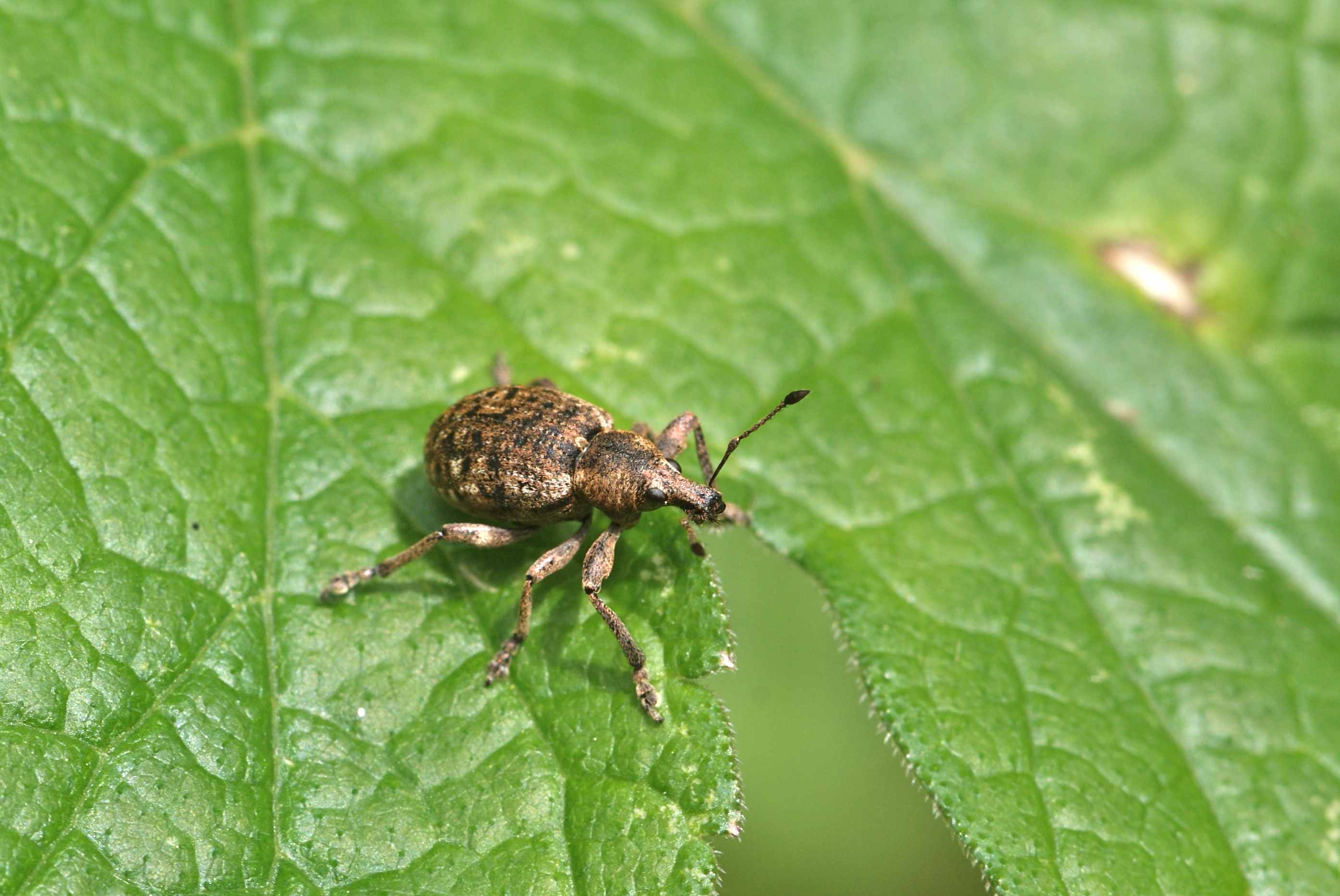 Le charançon du lierre - Quel est cet animal