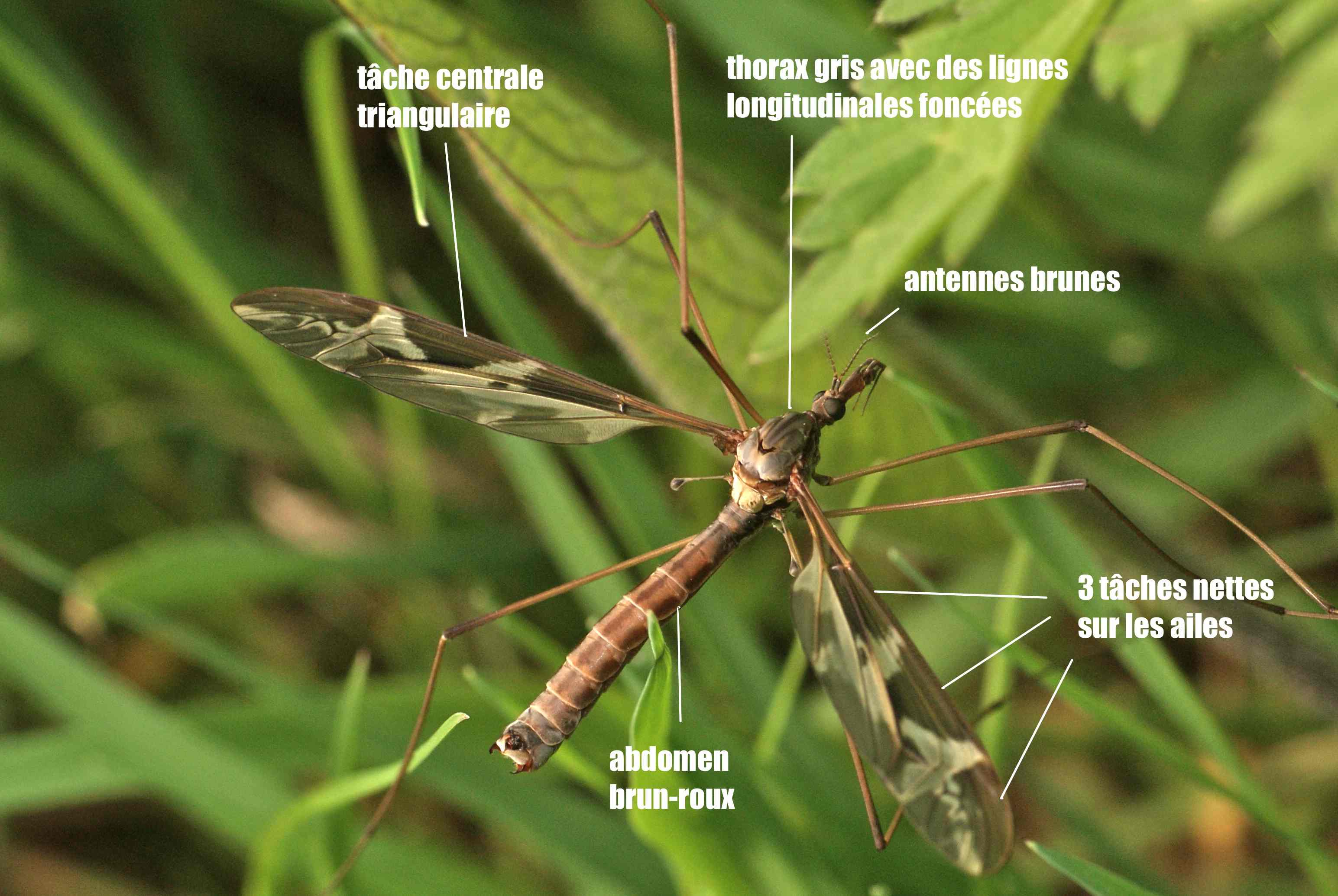 La grande tipule - Quel est cet animal