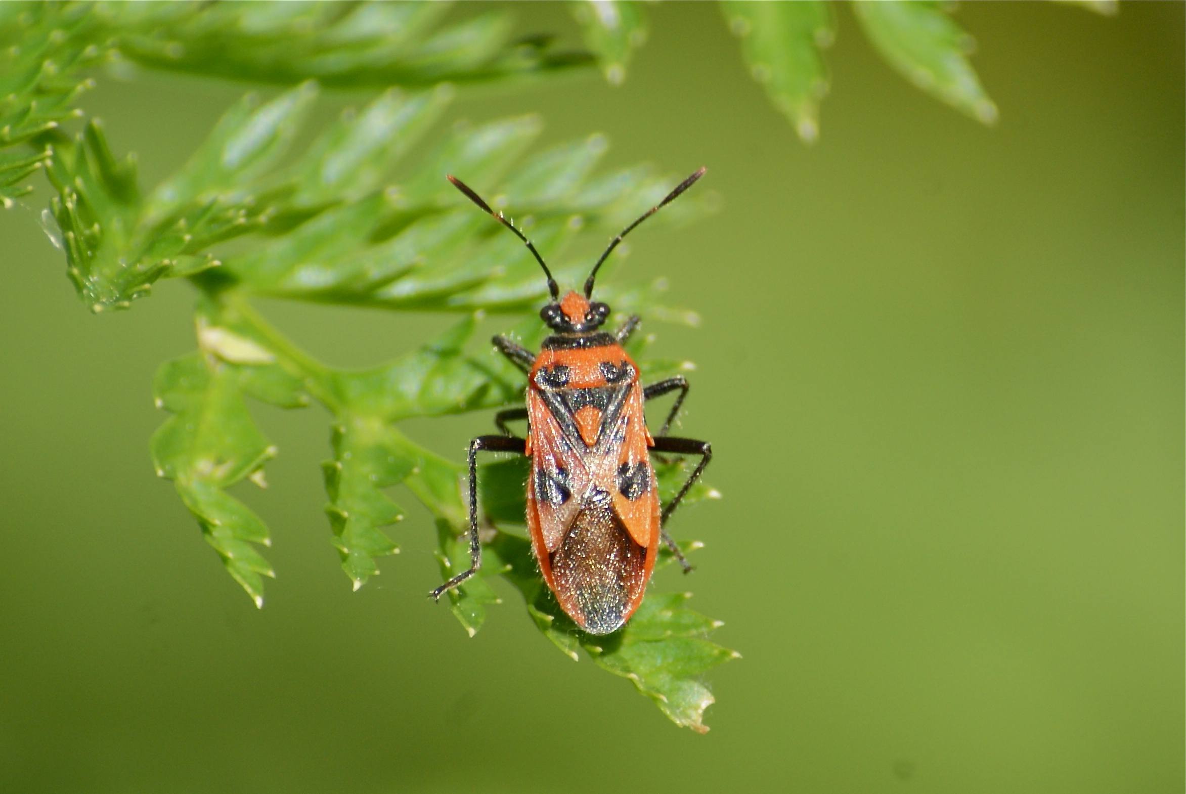 punaise rouge et noire Archives - Quel est cet animal