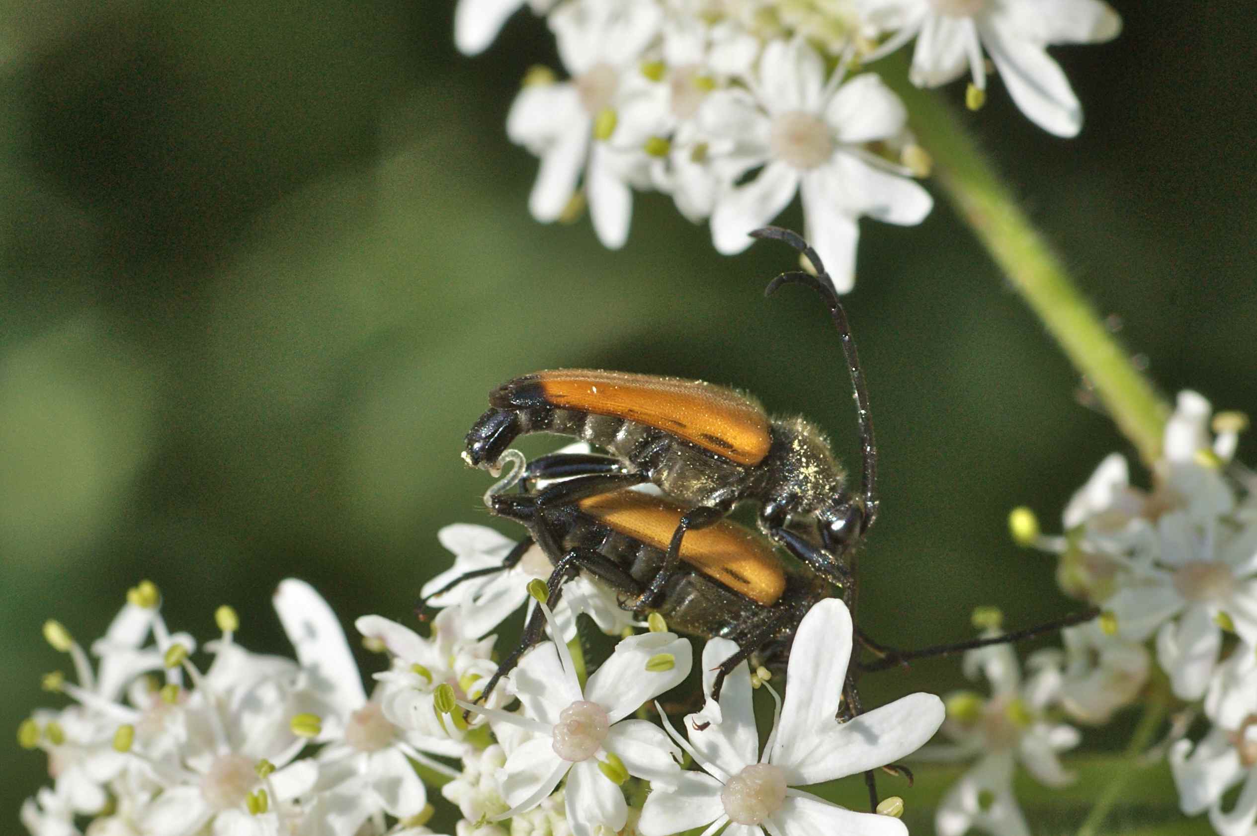 Le lepture fauve - Quel est cet animal