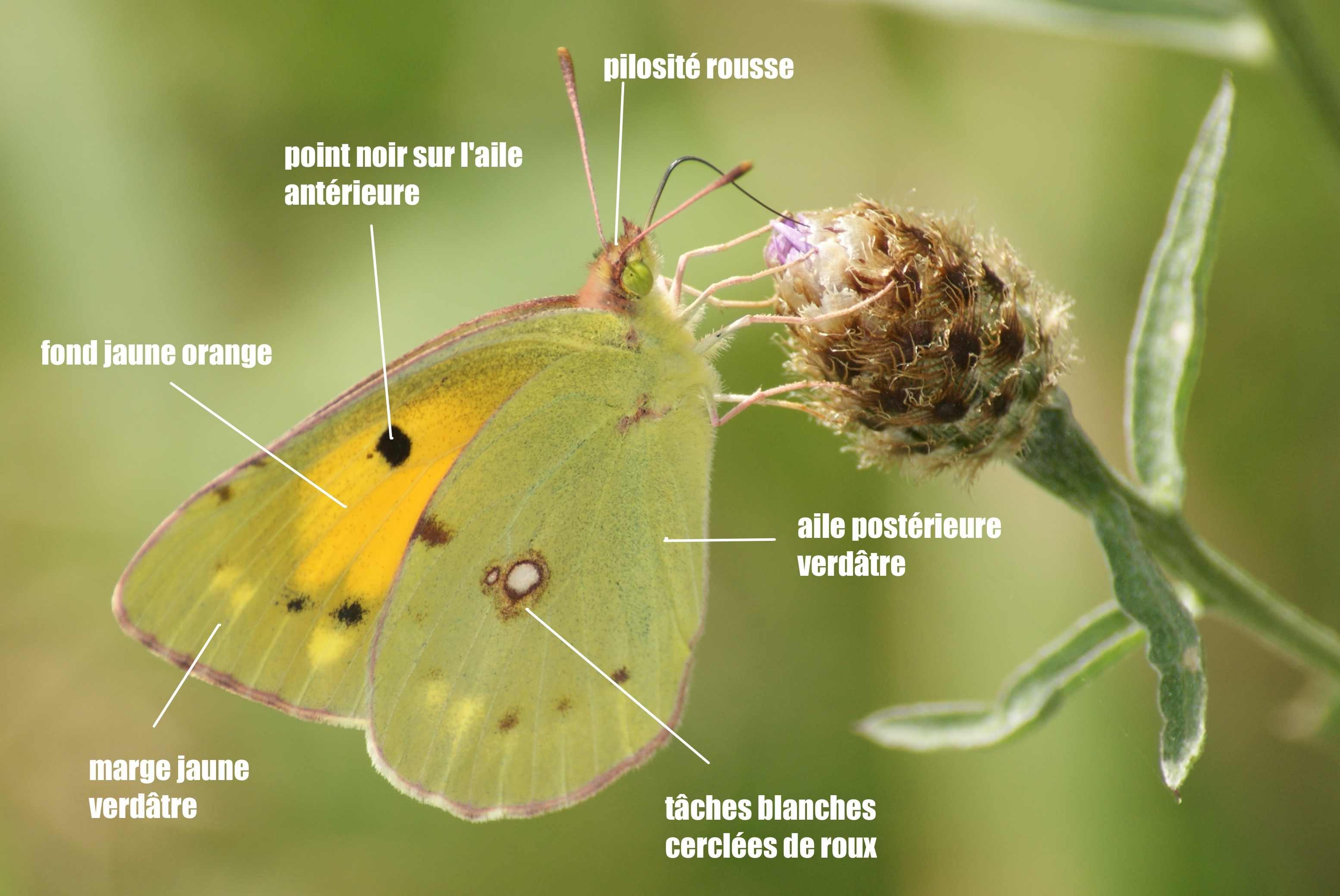 papillon jaune Archives - Quel est cet animal
