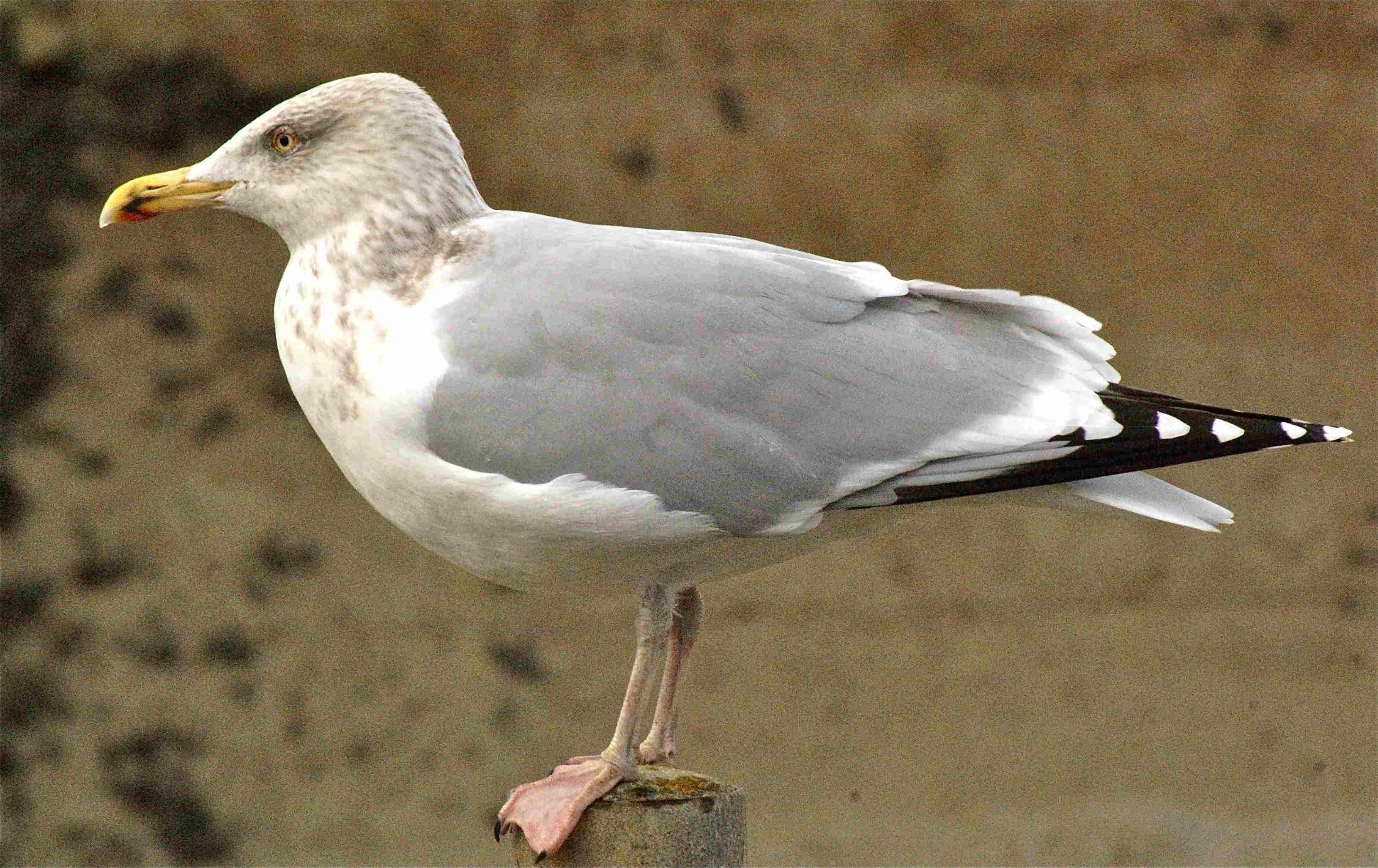 Le goéland argenté - Quel est cet animal