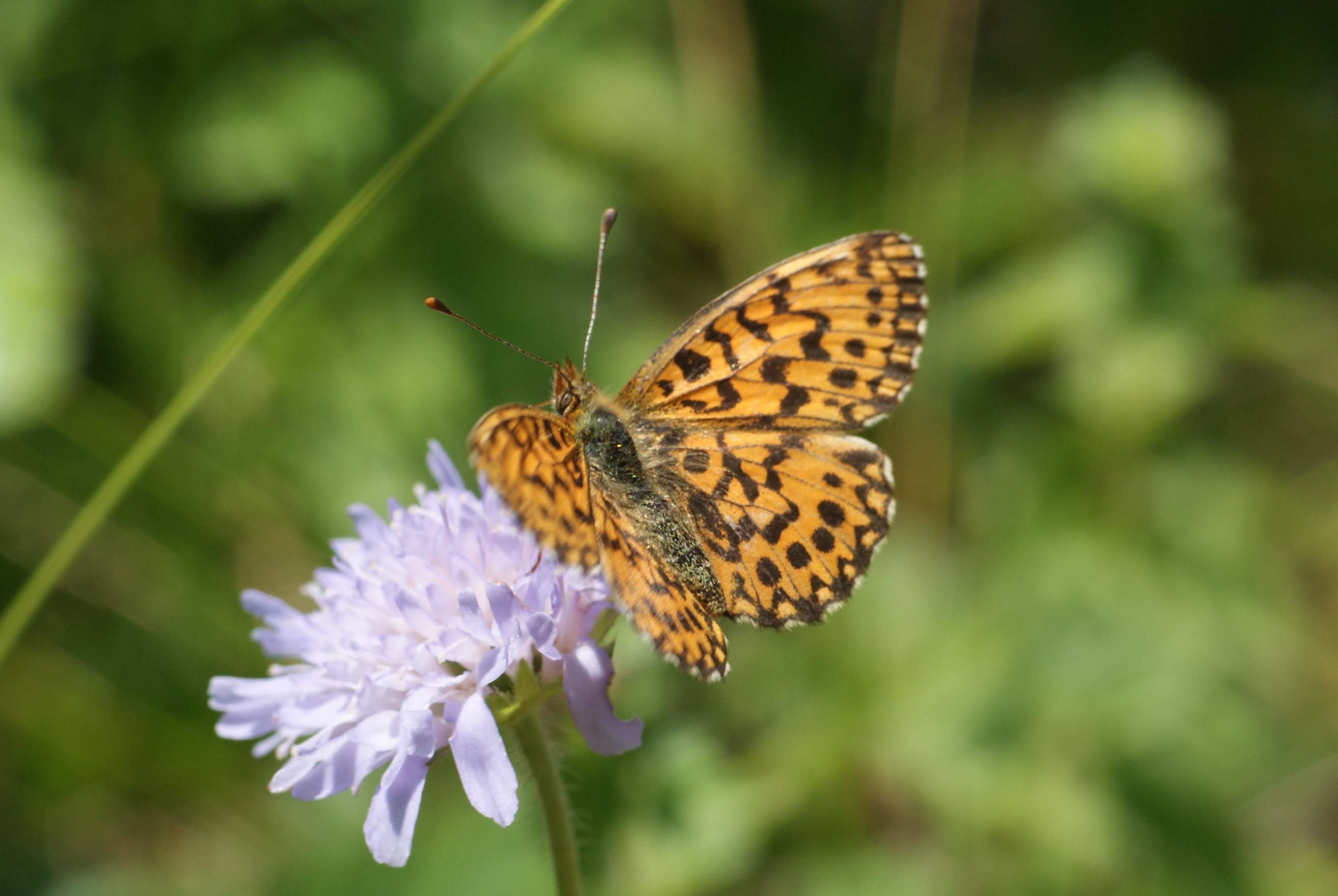 La petite violette - Quel est cet animal