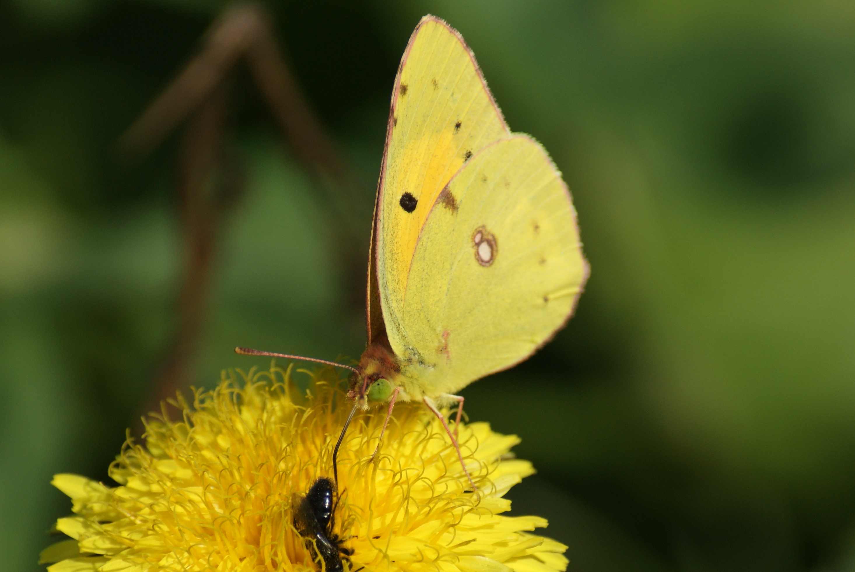 papillon jaune Archives - Quel est cet animal