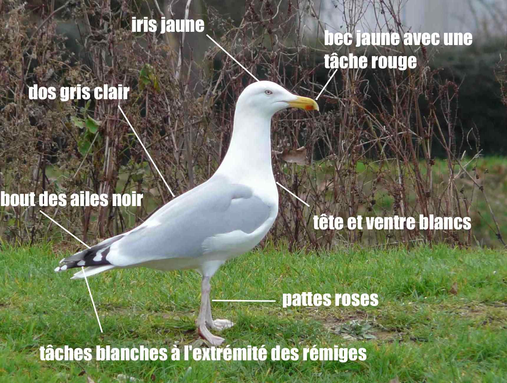 Le goéland argenté - Quel est cet animal