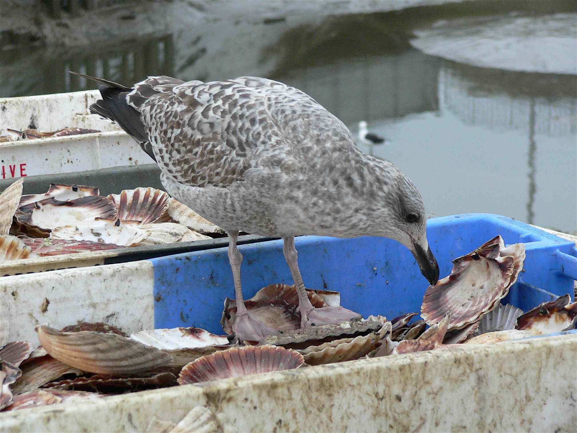 Le goéland argenté - Quel est cet animal