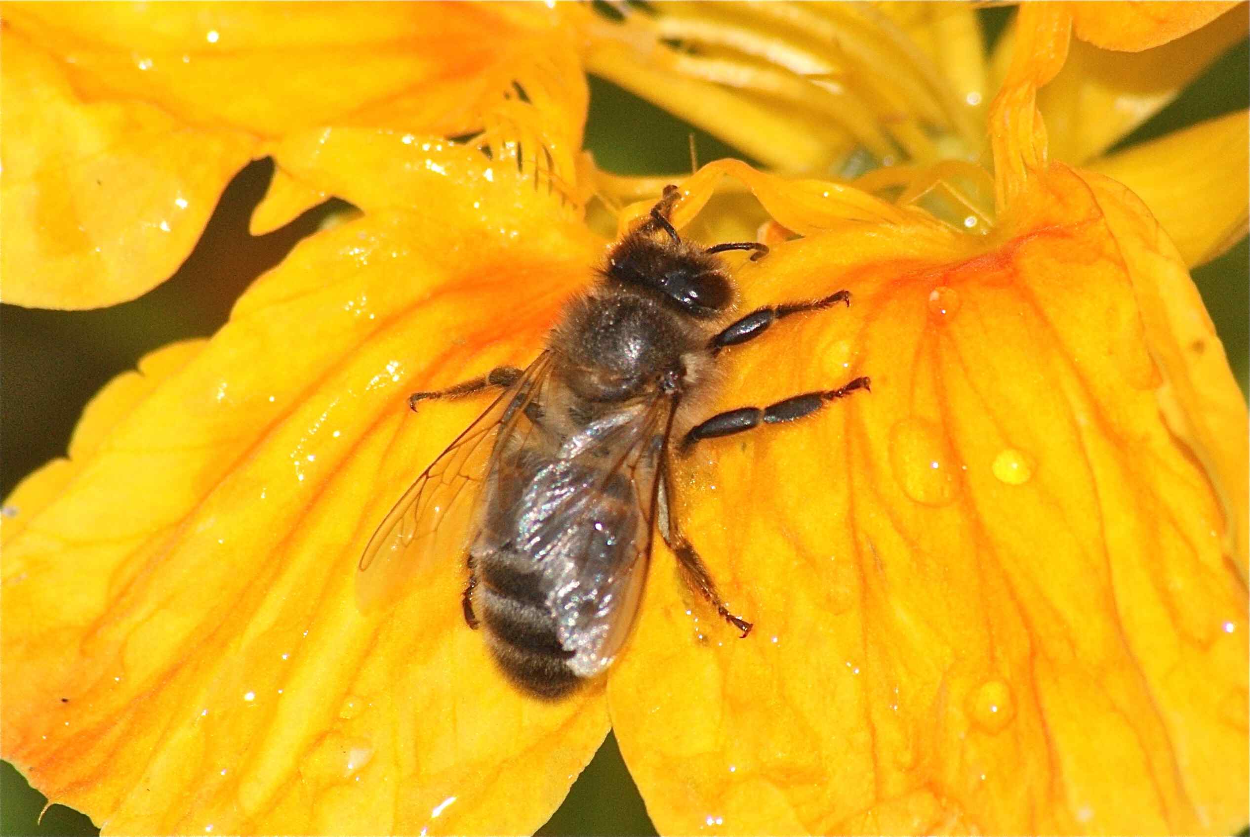 L'abeille domestique - Quel est cet animal