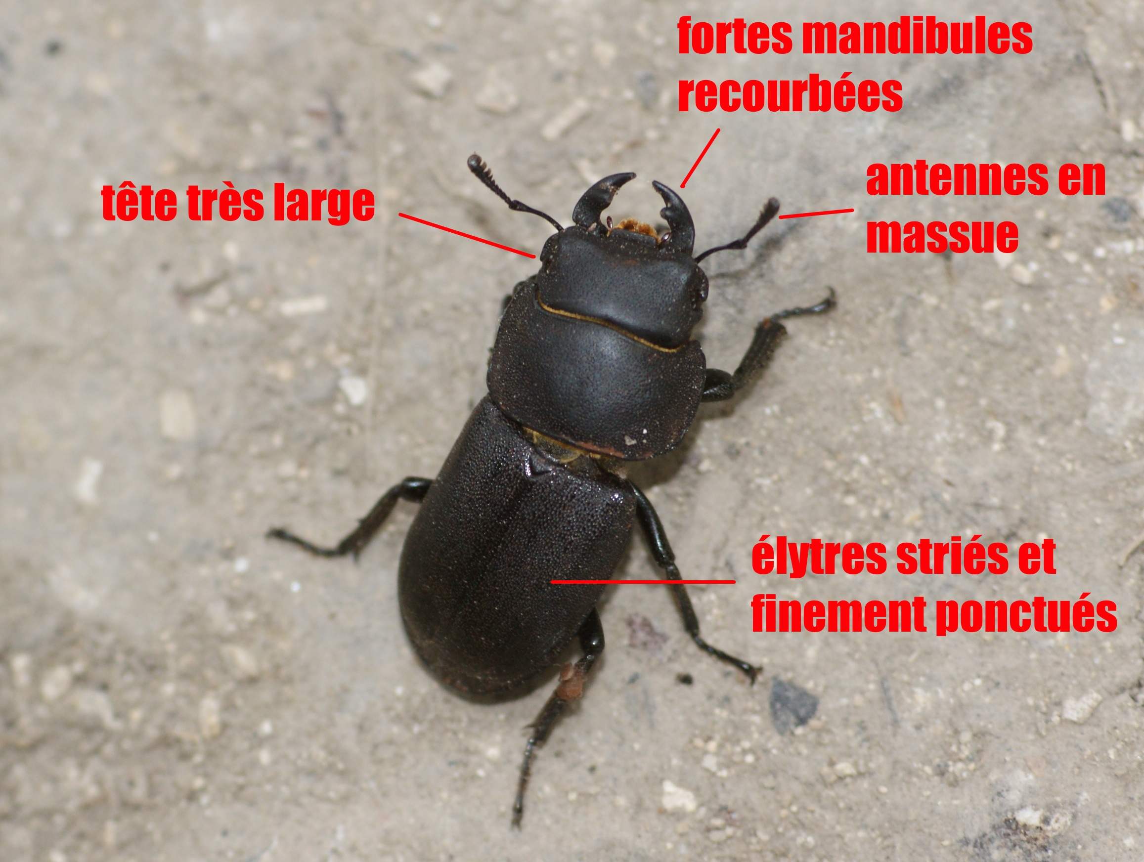 La petite biche - Quel est cet animal