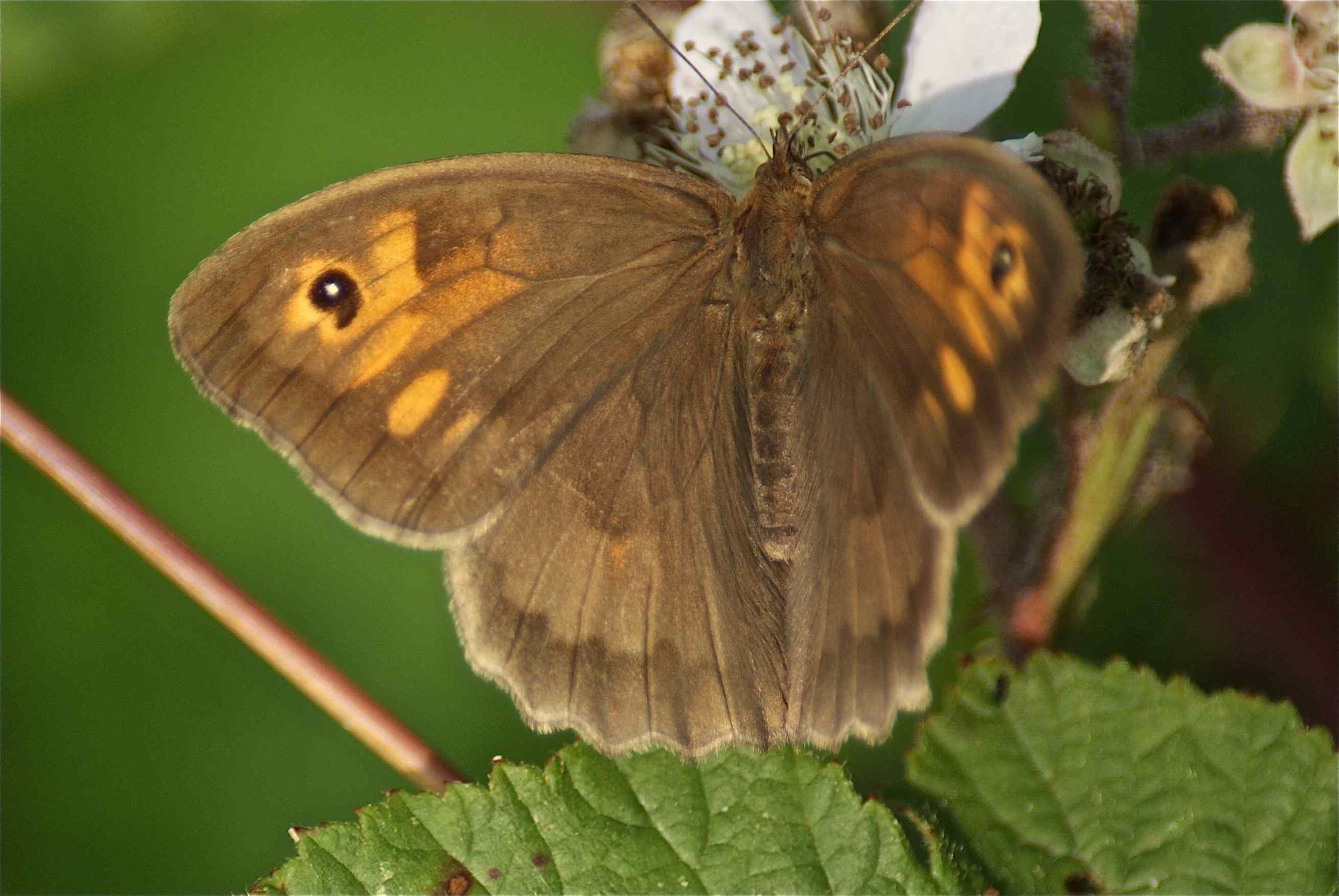 ocelle Archives - Quel est cet animal