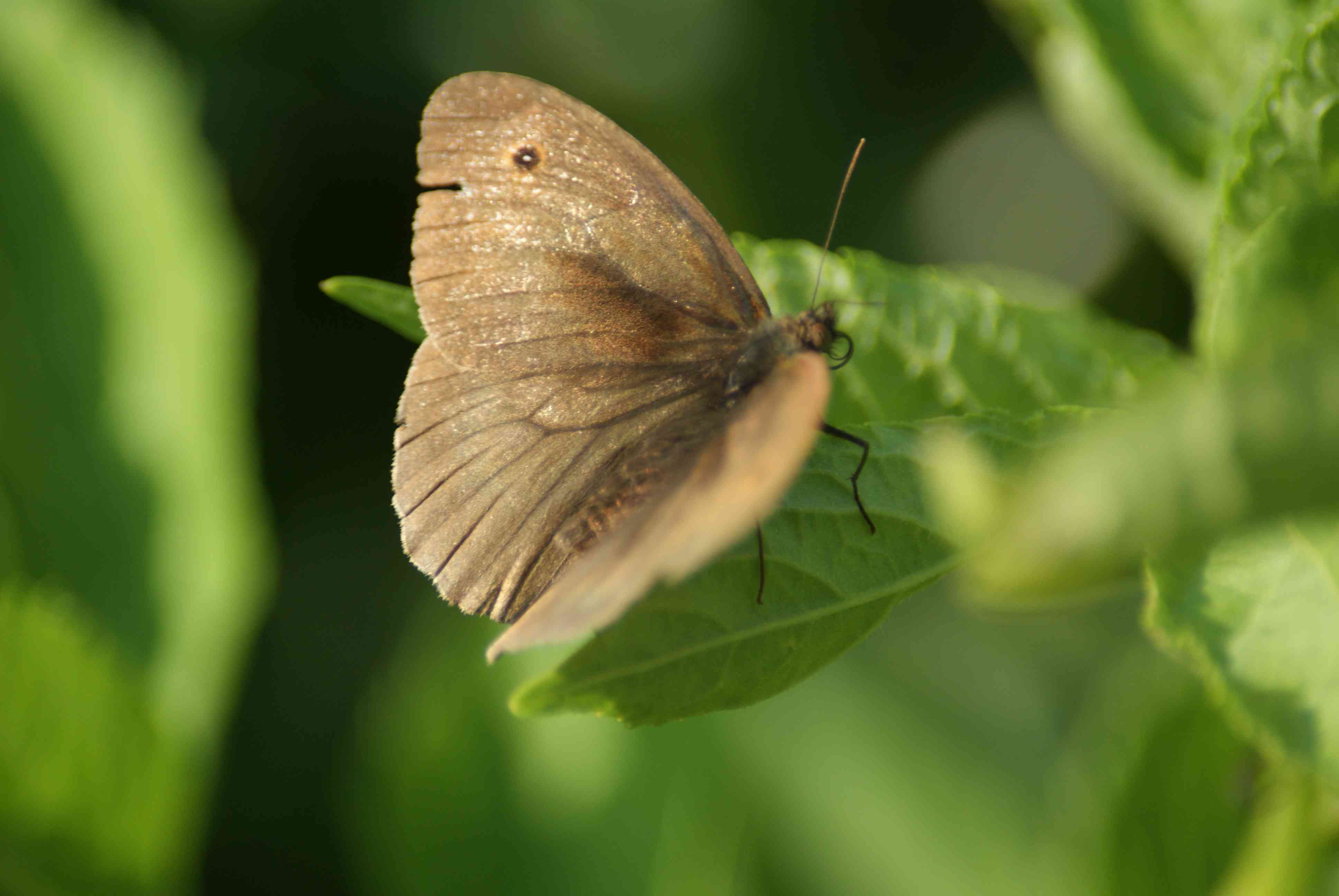 papillon marron Archives - Quel est cet animal
