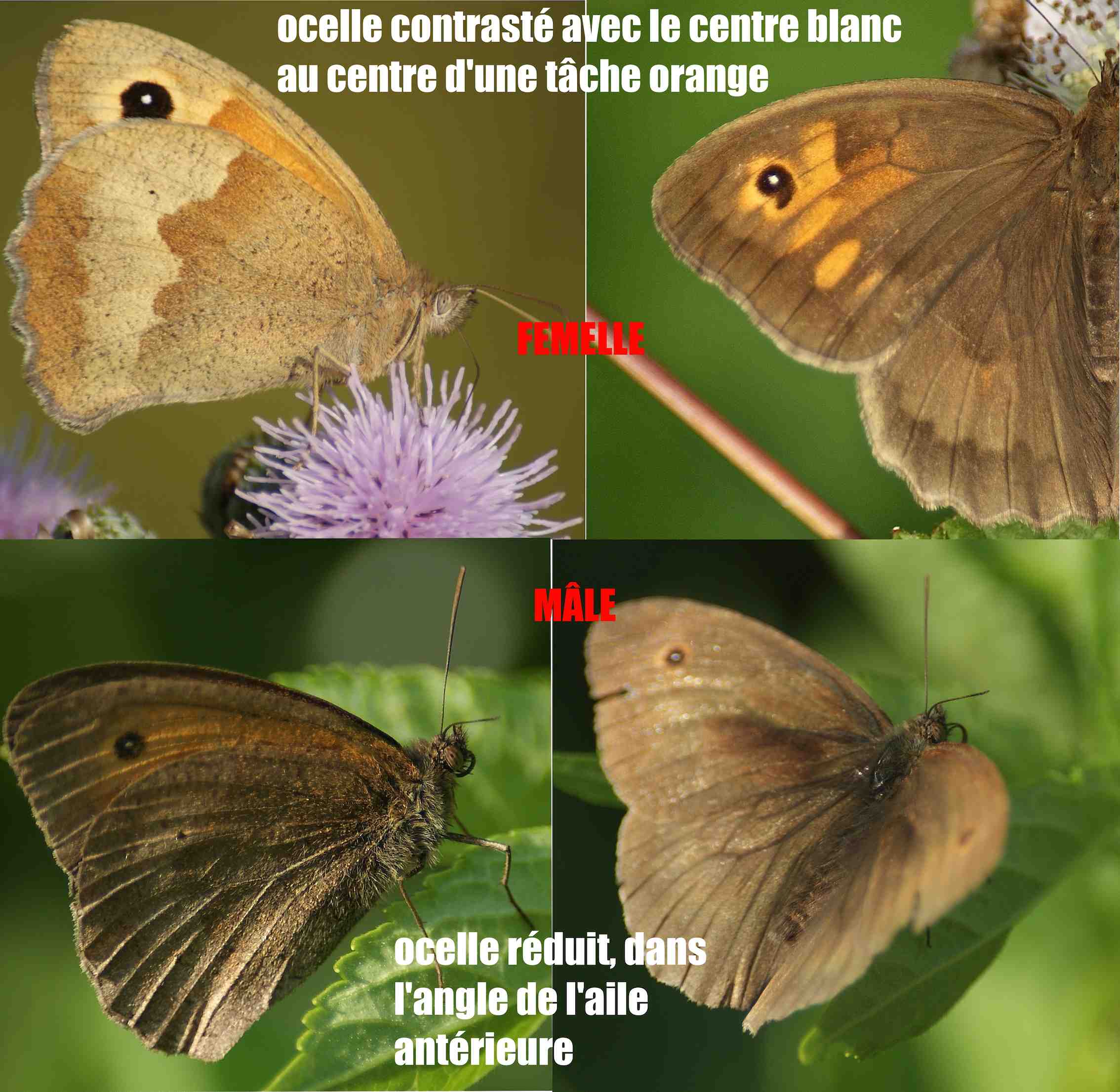 Le myrtil - Quel est cet animal